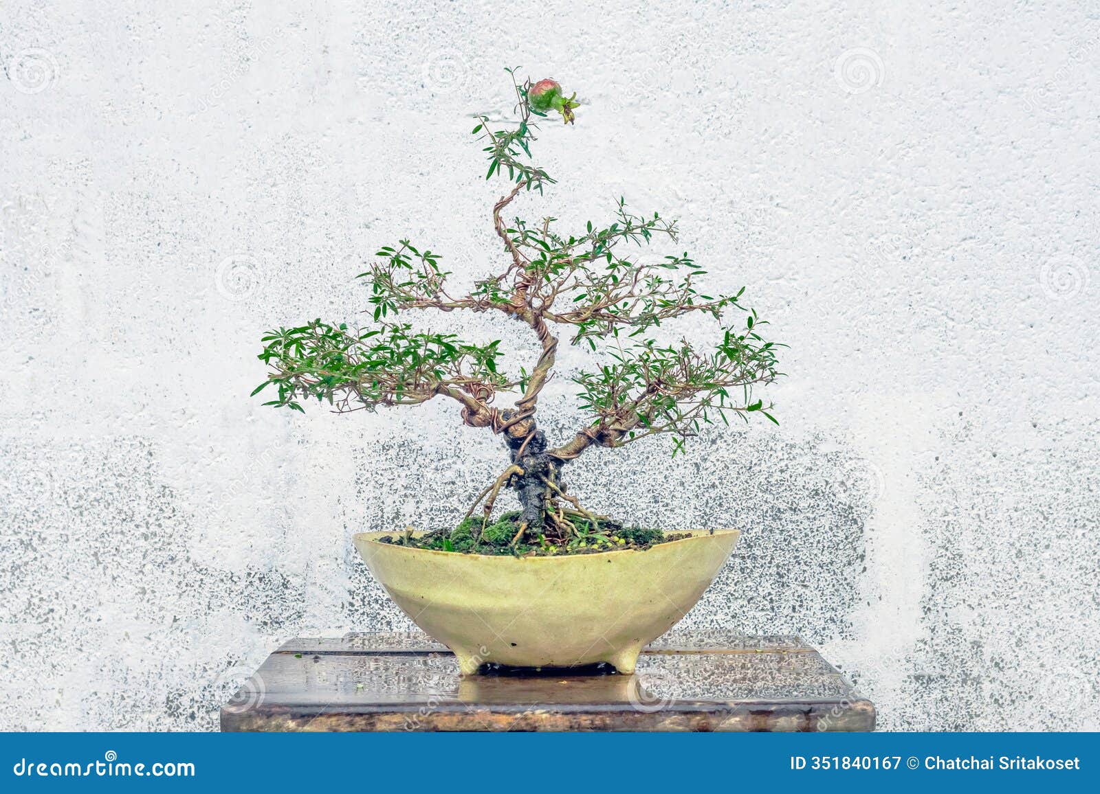 Dwarf Pomegranate Tree Make A Bonsai And Produce Beautiful Fruit Stock ...