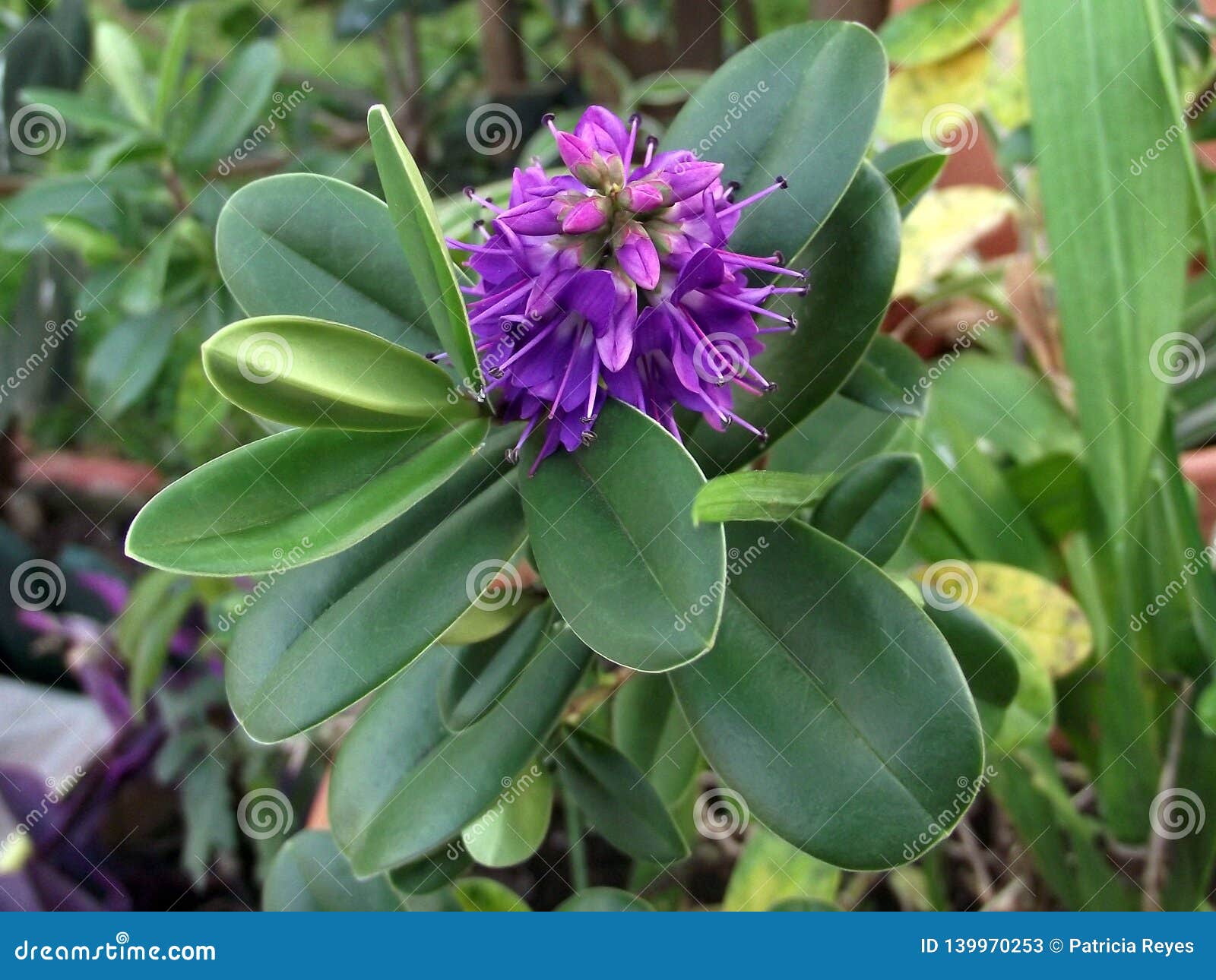 Dwarf purple stock image. Image of february, flowers - 139970253