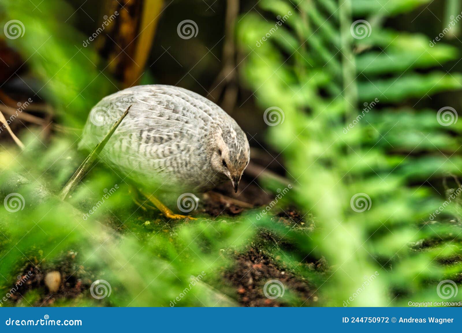 Dwarf quail stock photo. Image of observe, cuisine, farm - 244750972