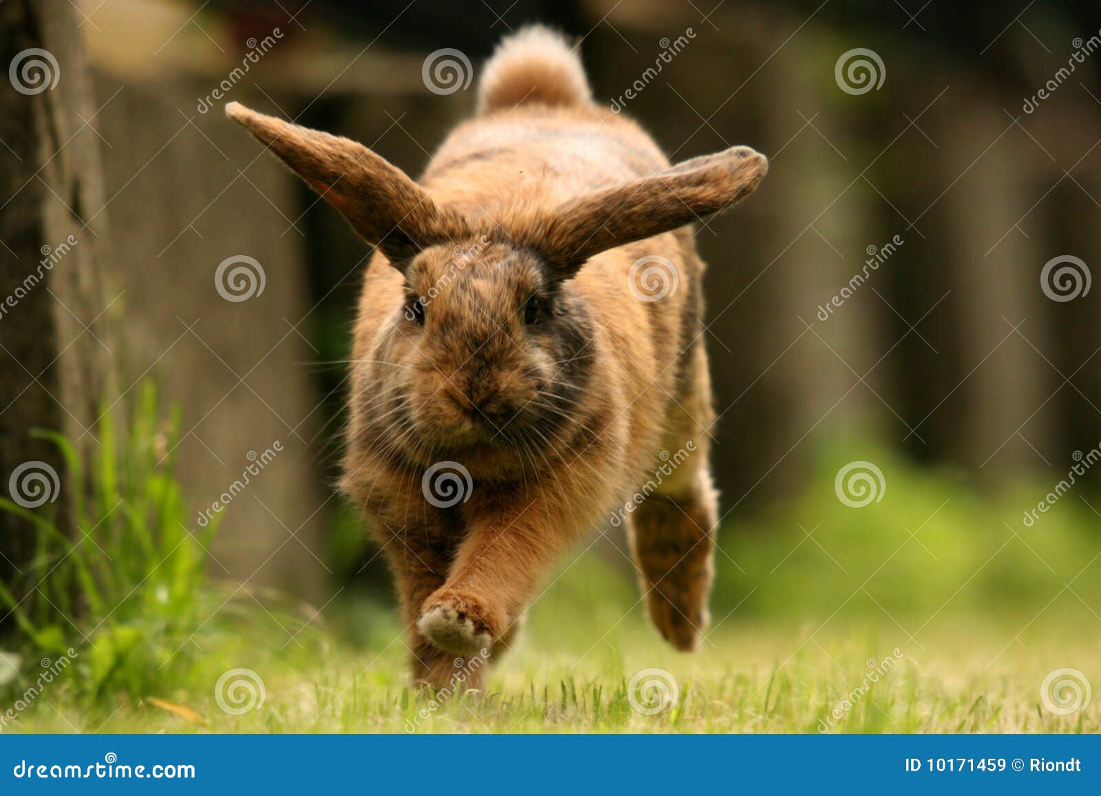Dwarf Rabbit Royalty-Free Stock Photo | CartoonDealer.com #31224567