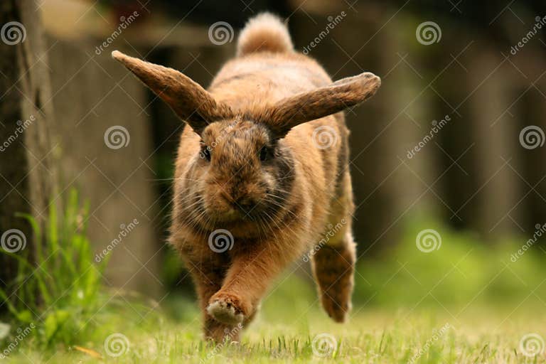 Dwarf rabbit stock image. Image of rabbit, brown, ears - 10171459