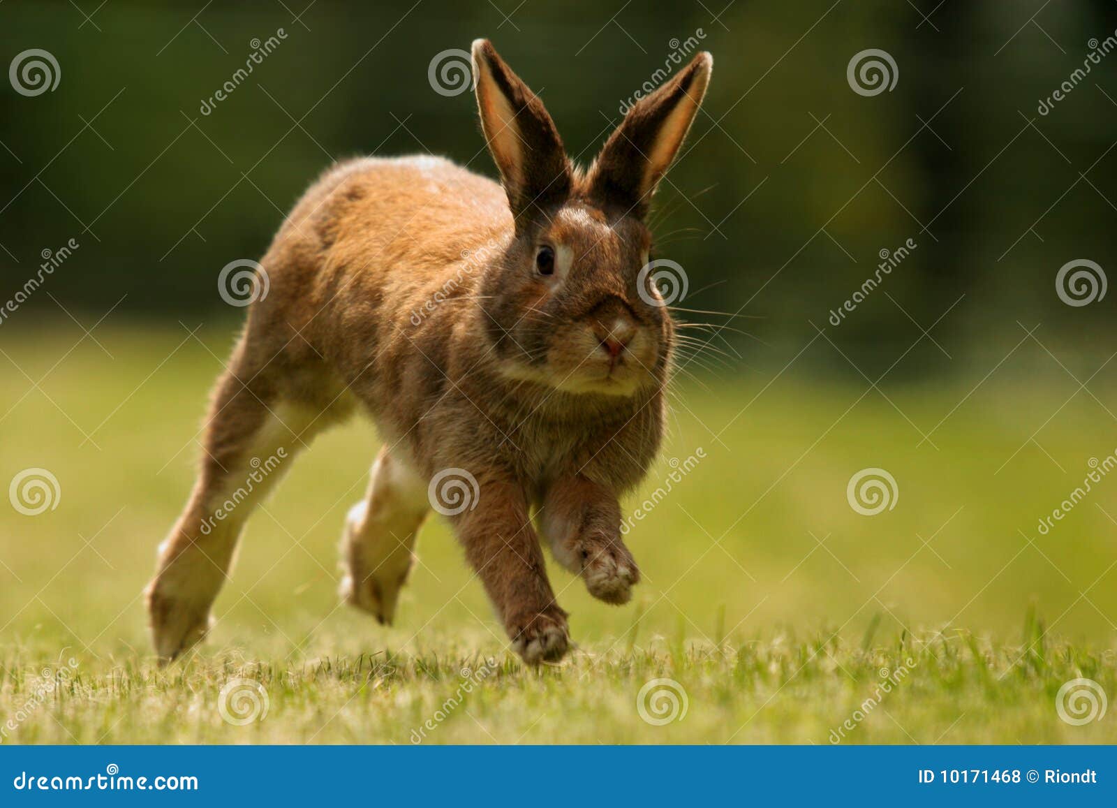 Dwarf Rabbit Royalty-Free Stock Photo | CartoonDealer.com #31224567