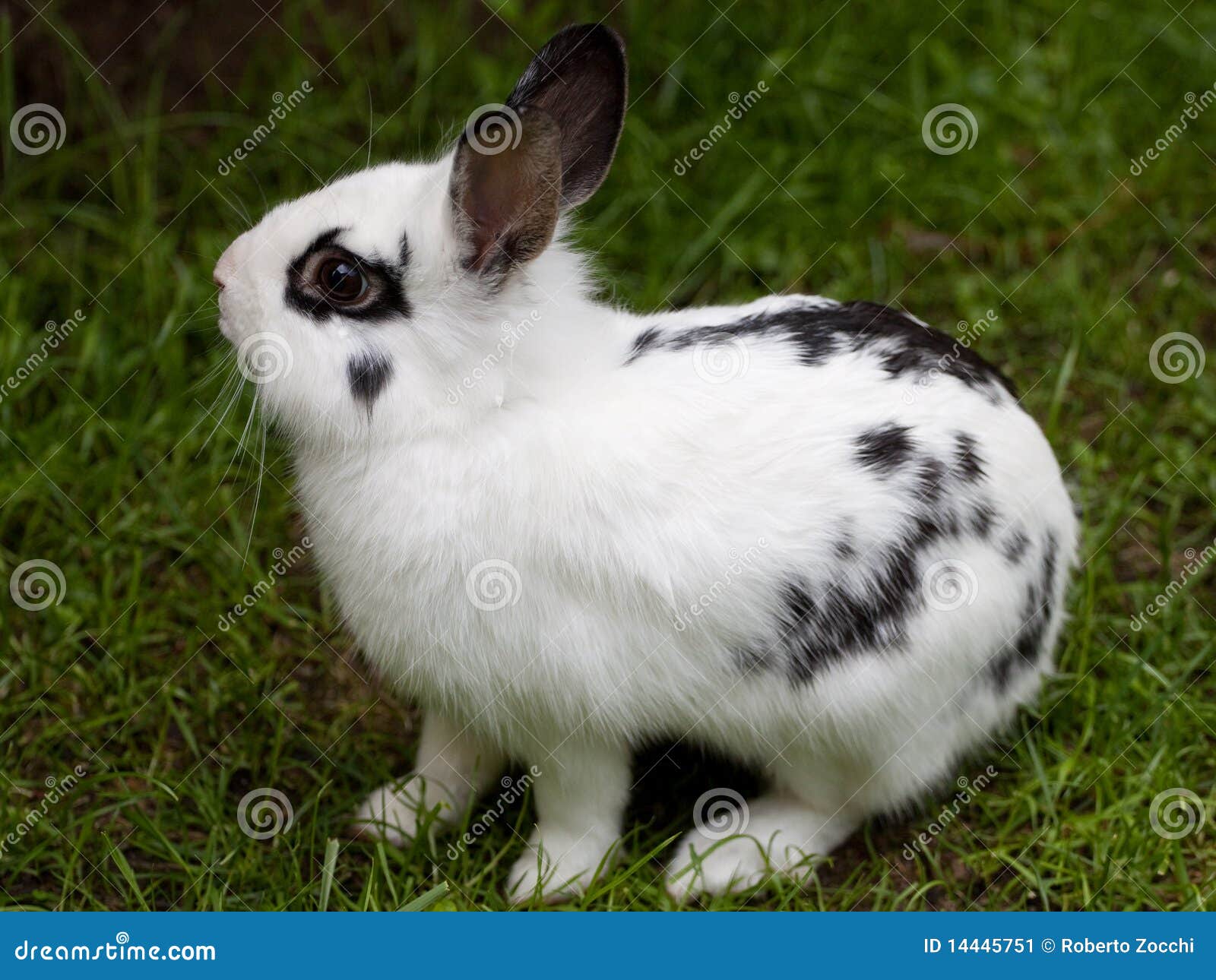 Dwarf rabbit stock image. Image of dwarf, mammals, flower - 14445751