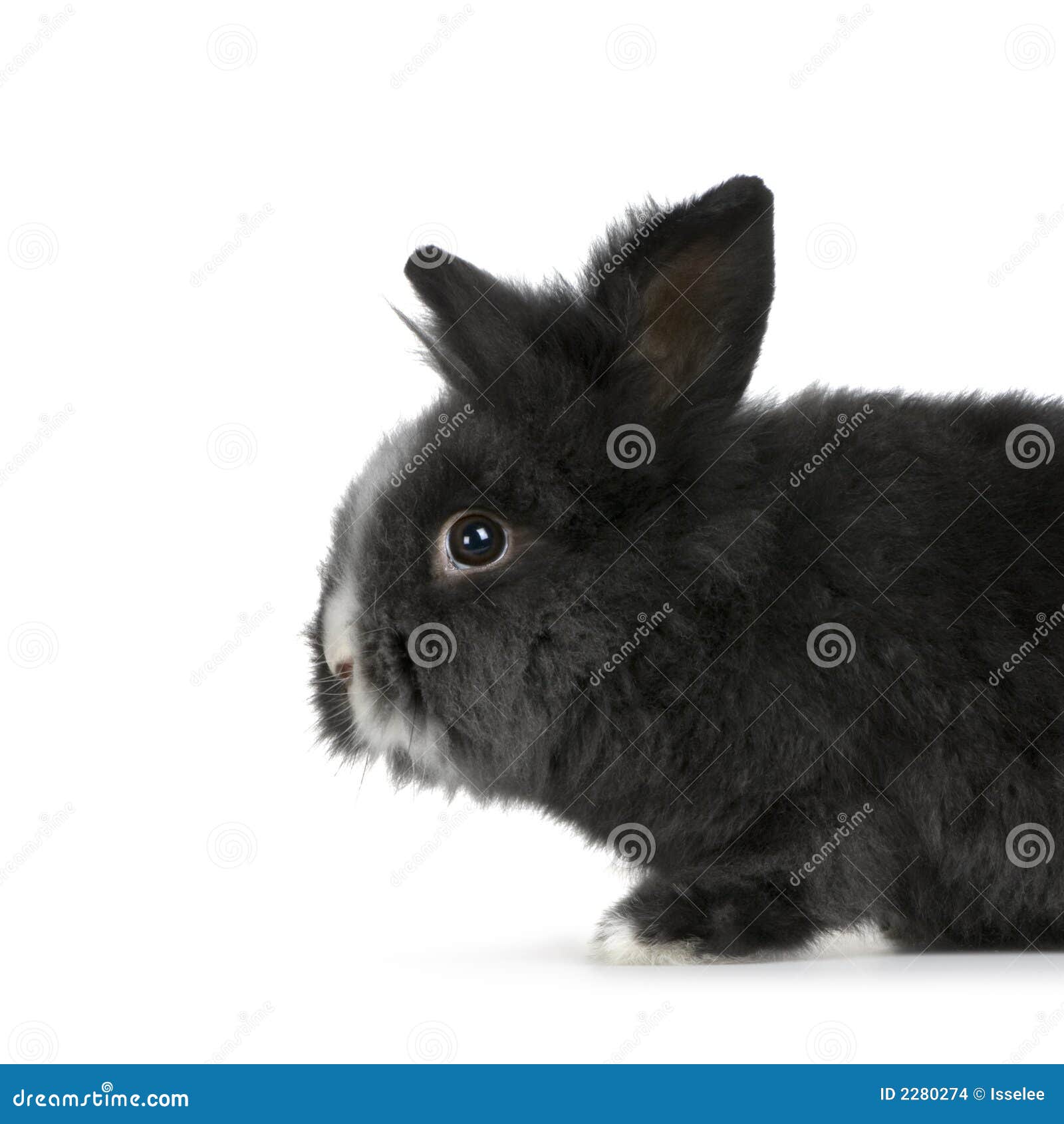 Dwarf Rabbit Royalty-Free Stock Photo | CartoonDealer.com #31224567