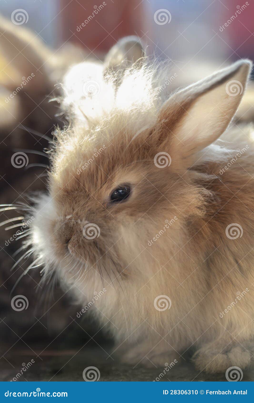 Dwarf rabbit stock photo. Image of blink, hare, dwarf - 28306310