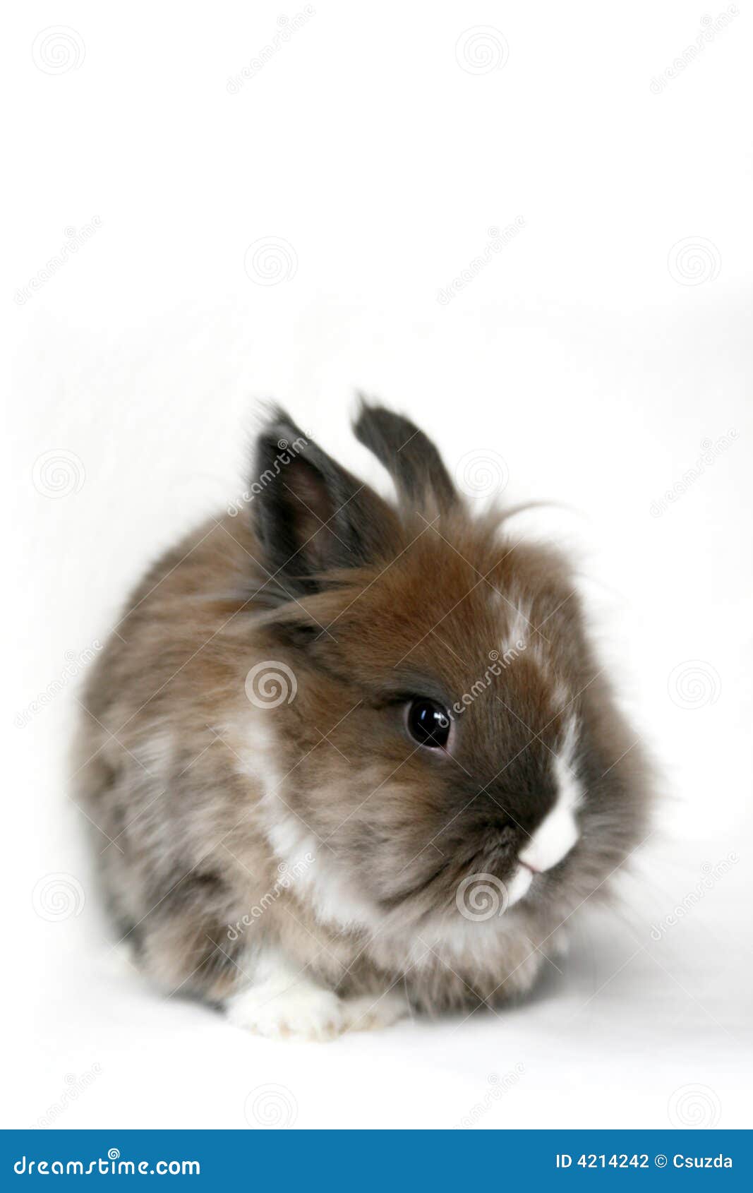Dwarf Rabbit Royalty-Free Stock Photo | CartoonDealer.com #31224567
