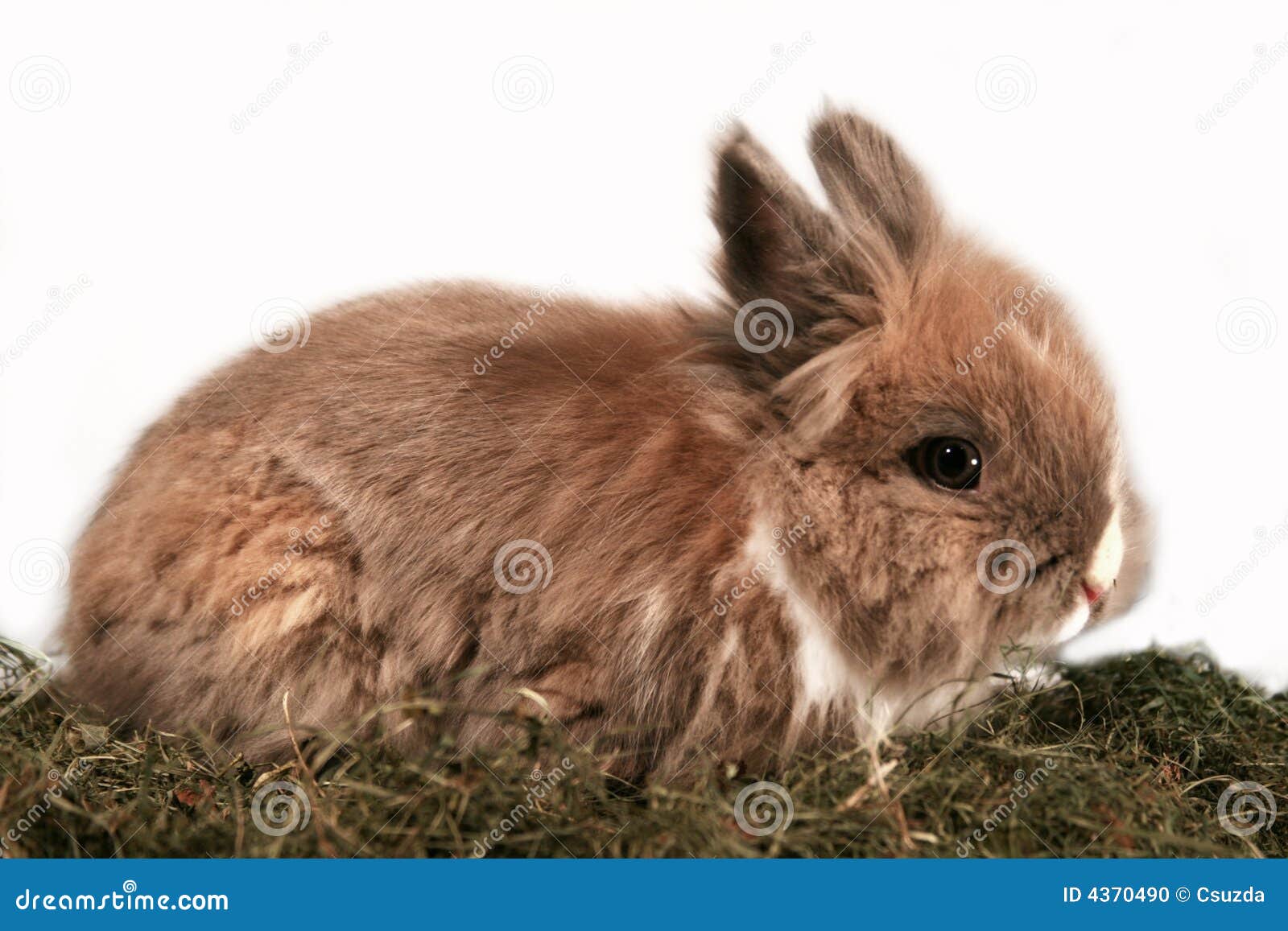 Dwarf Rabbit Royalty-Free Stock Photo | CartoonDealer.com #31224567