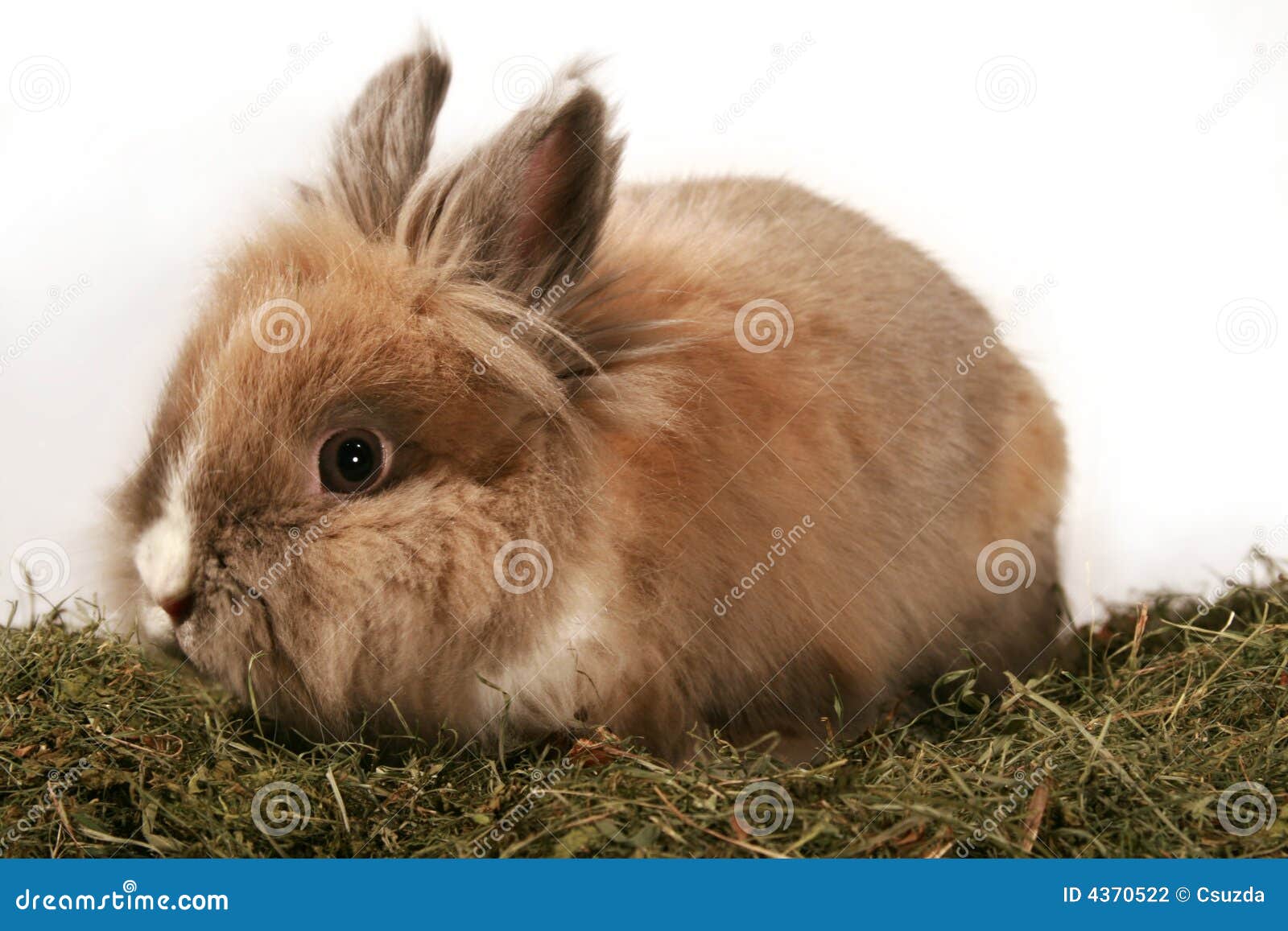 A Dwarf Rabbit With Agouti Markings Royalty-Free Stock Photo ...