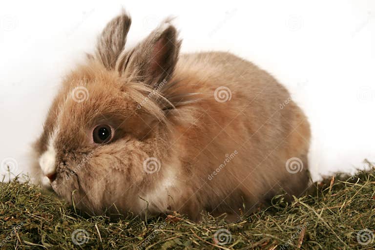 Dwarf rabbit stock photo. Image of furry, hairy, brown - 4370522