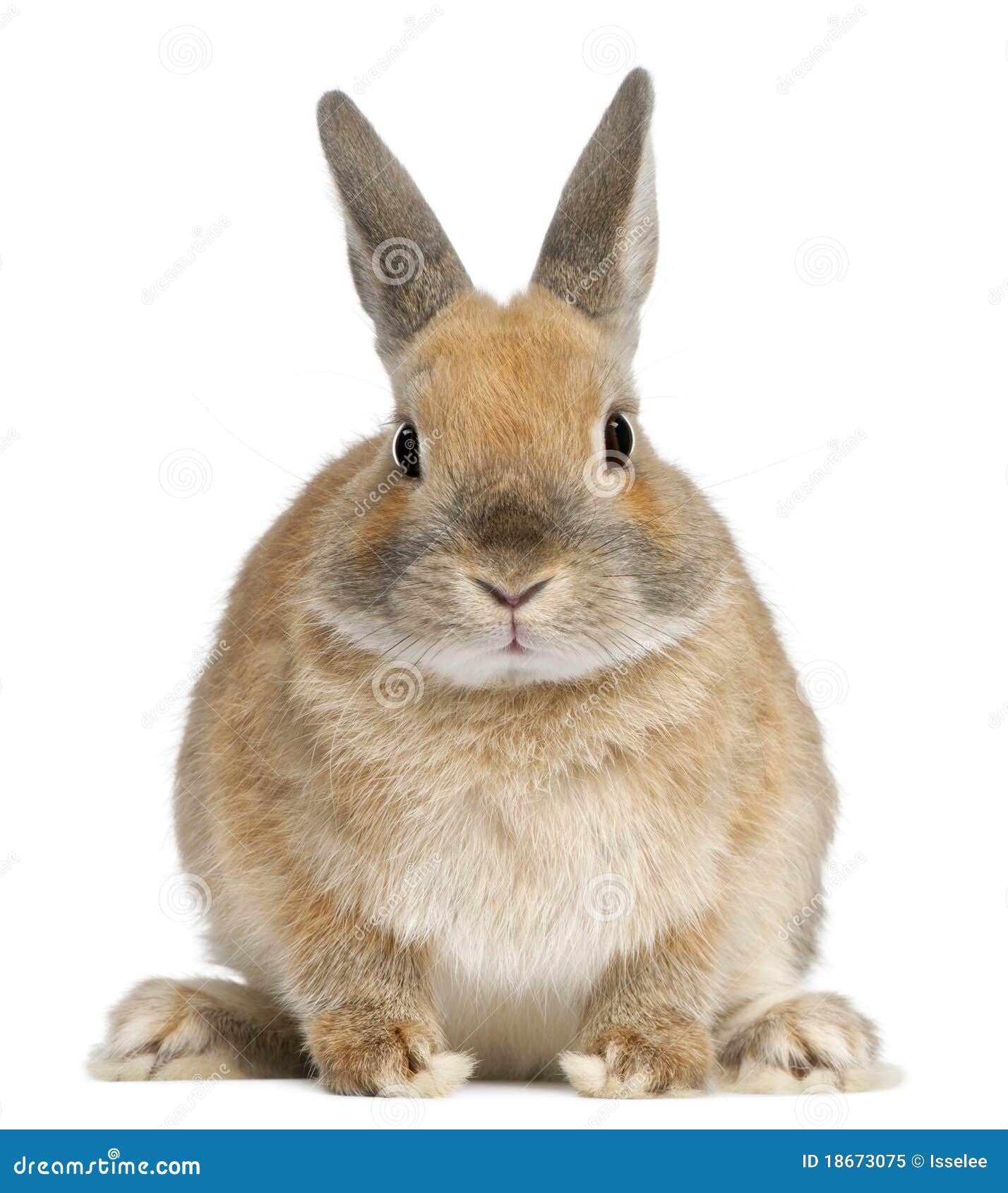 Dwarf Rabbit Royalty-Free Stock Photo | CartoonDealer.com #31224567