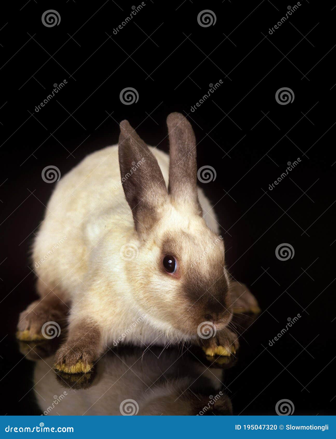 Dwarf Rabbit, Adult Against Black Background Stock Photo - Image of ...