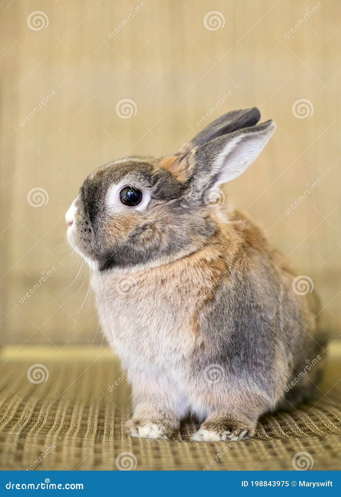 Agouti Rabbit. Baby Bunny Lop On Isolated White Studio Background. Lop ...