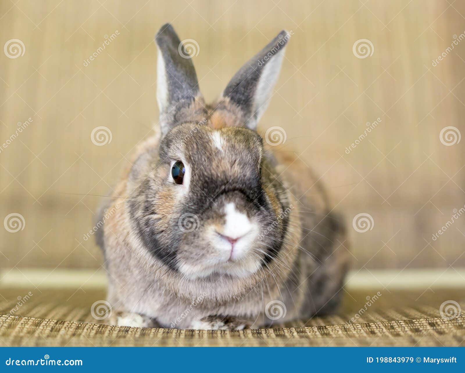 A Dwarf Rabbit with Agouti Markings Stock Image - Image of dwarf, nose ...