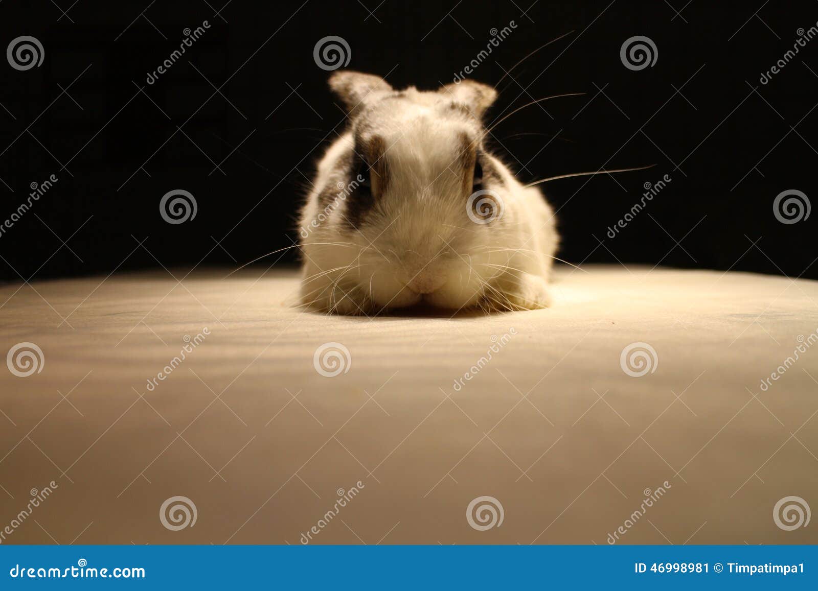 Dwarf Rabbit in Anaesthesia Stock Image - Image of mammals, muzzle ...