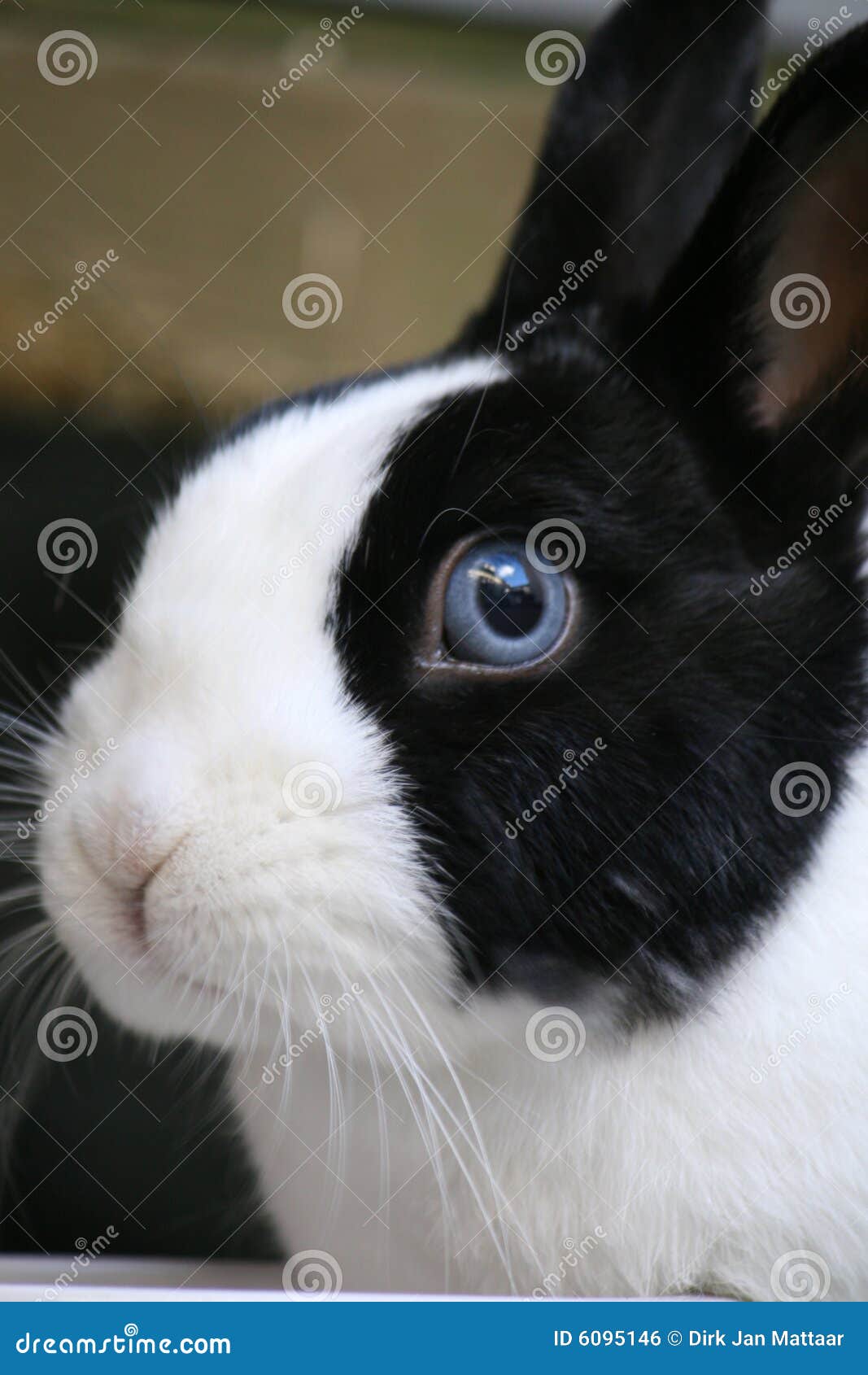 Dwarf Rabbit close-up stock photo. Image of dutch, black - 6095146