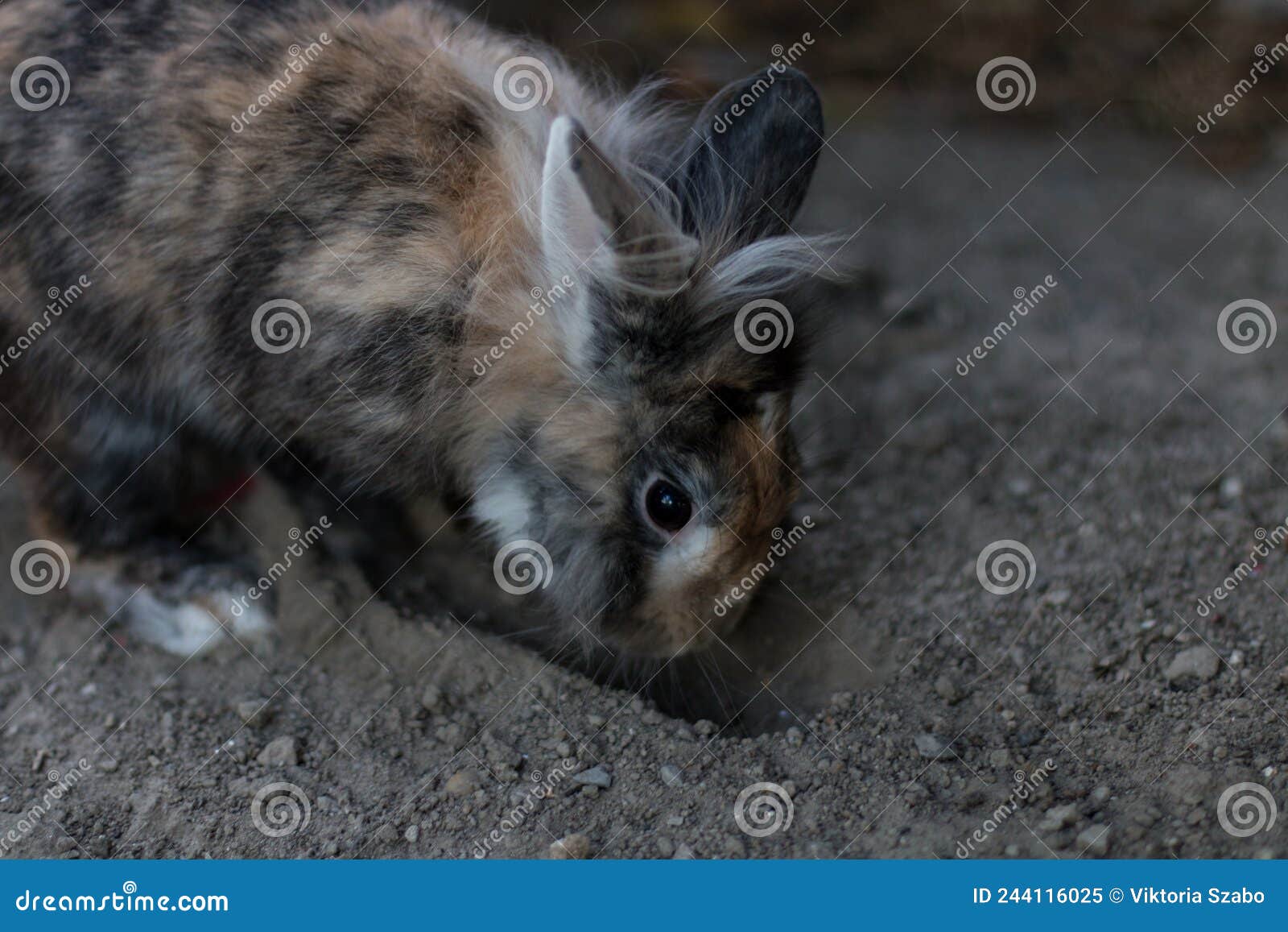 Dwarf Rabbit Digging a Hole into the Ground Stock Image - Image of ...