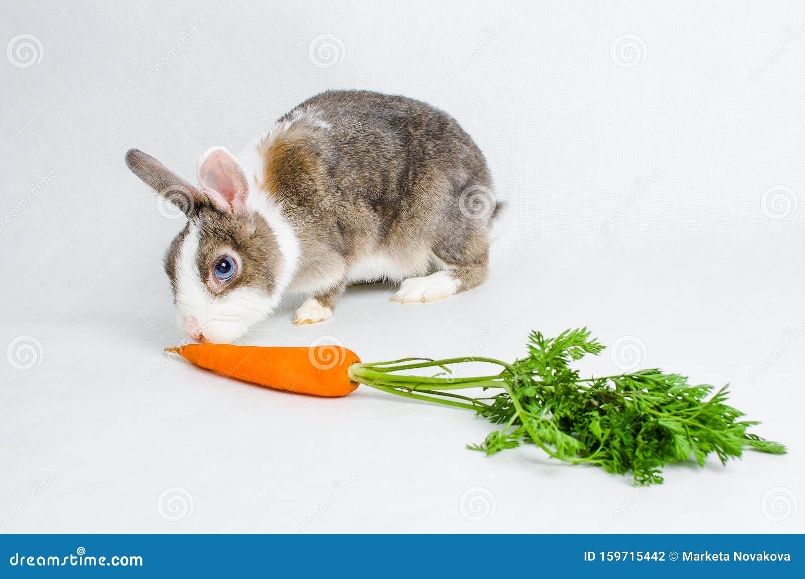Dwarf Rabbit Eating Orange Carrot on Light Background Stock Photo ...