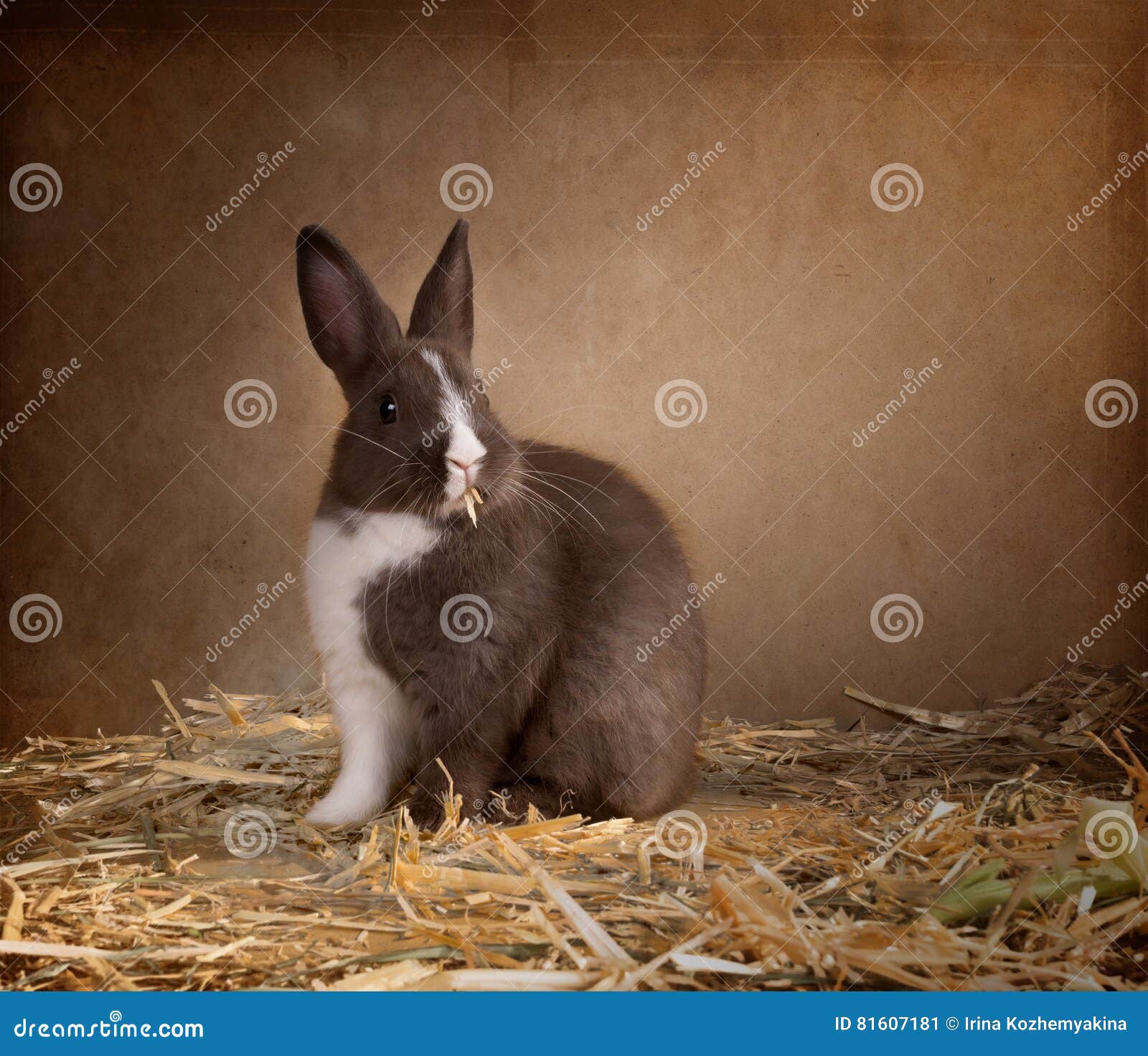 Dwarf rabbit eats straw stock image. Image of bunny, brown - 81607181