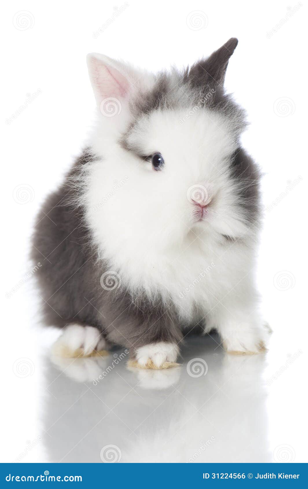 Dwarf rabbit stock photo. Image of cute, adorable, young - 31224566