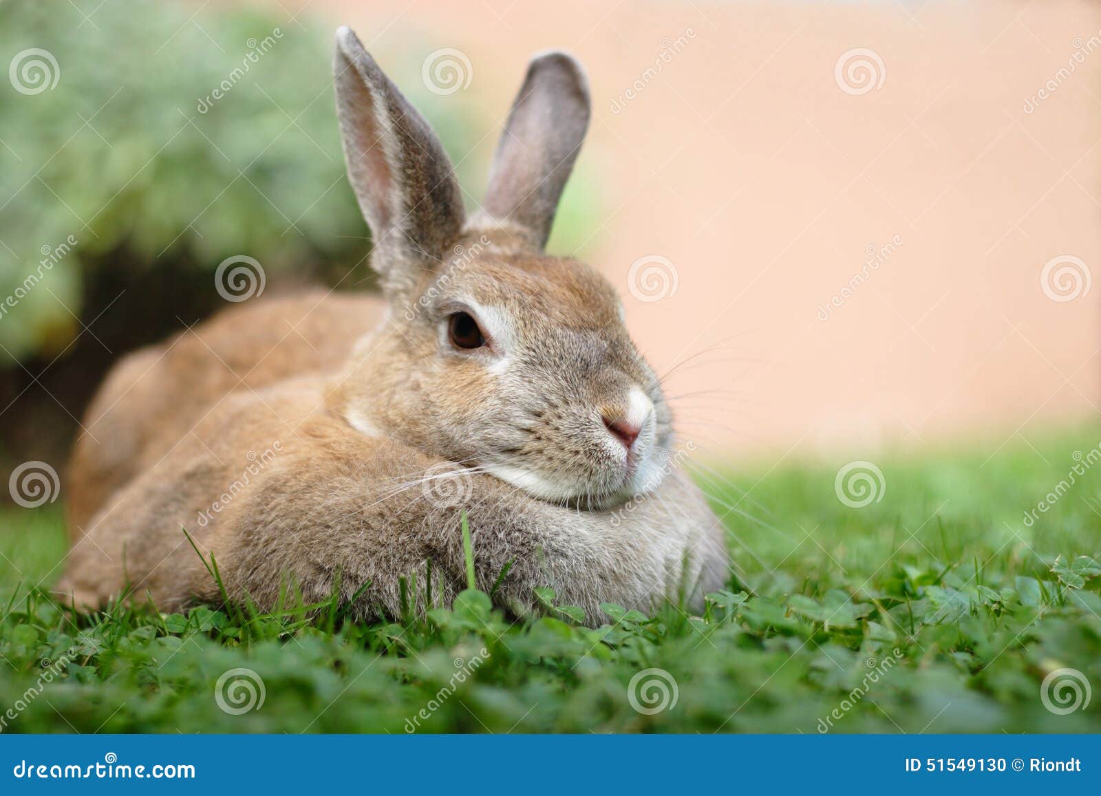 Dwarf Rabbit Royalty-Free Stock Photo | CartoonDealer.com #31224567
