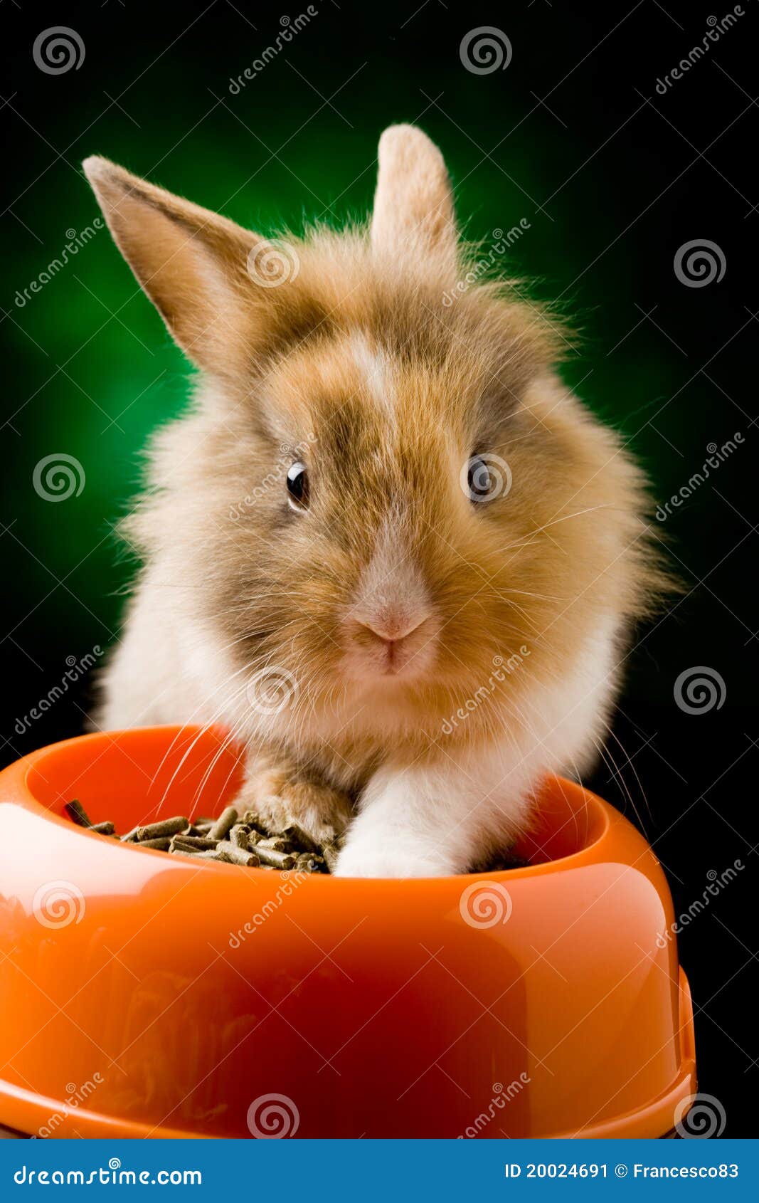 Dwarf Rabbit with Lion S Head with His Food Bowl Stock Image - Image of ...