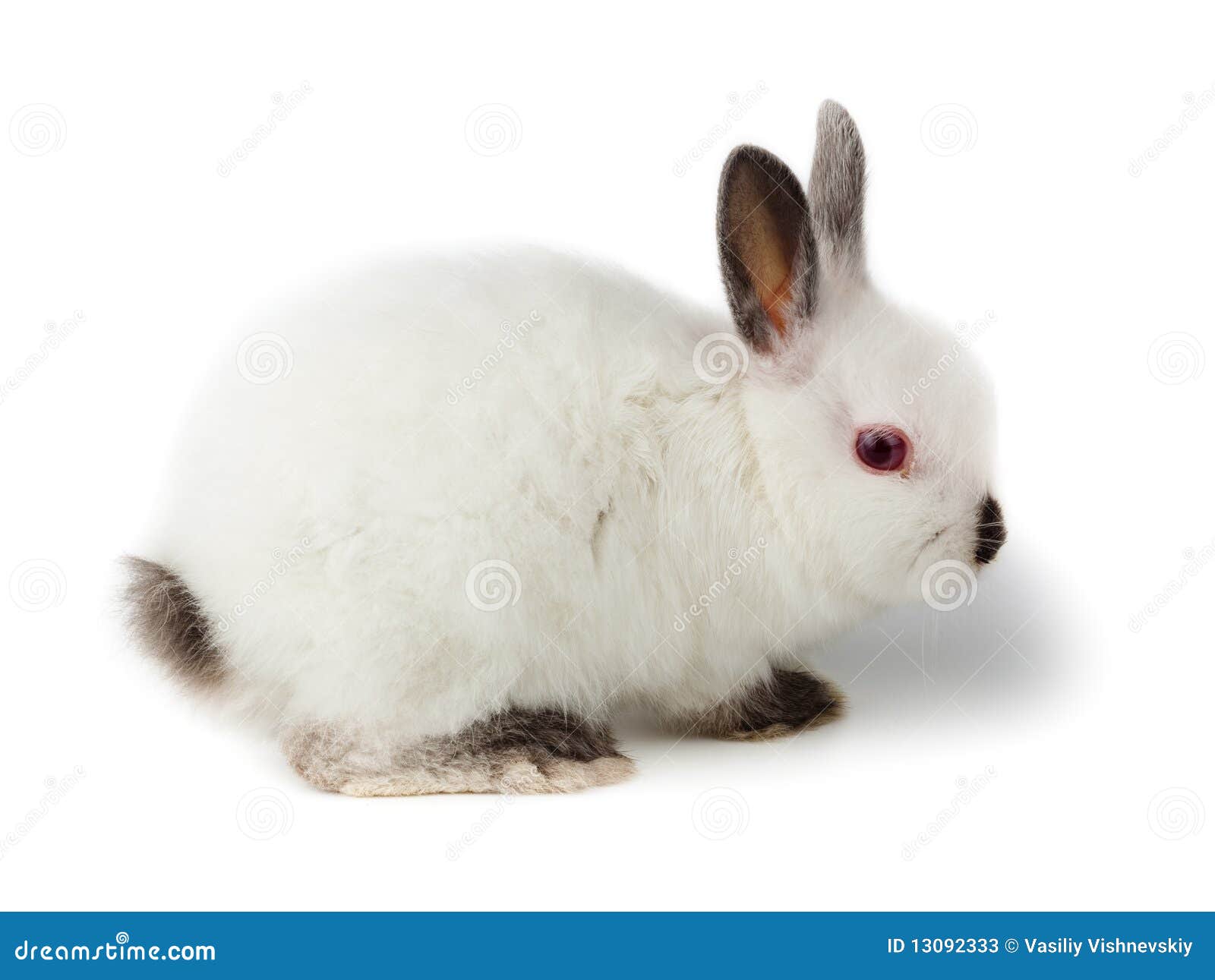Dwarf Rabbit, Oryctolagus Cuniculus Stock Image - Image of game ...