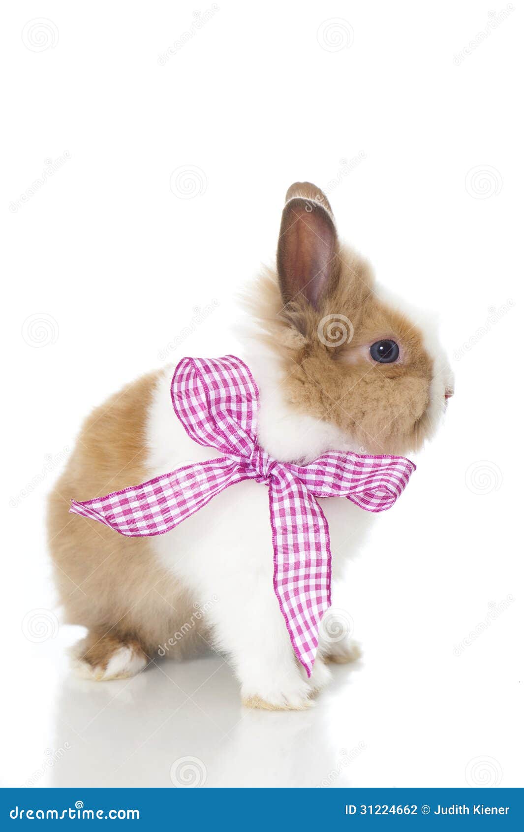 Dwarf rabbit stock photo. Image of rabbit, small, furry - 31224662
