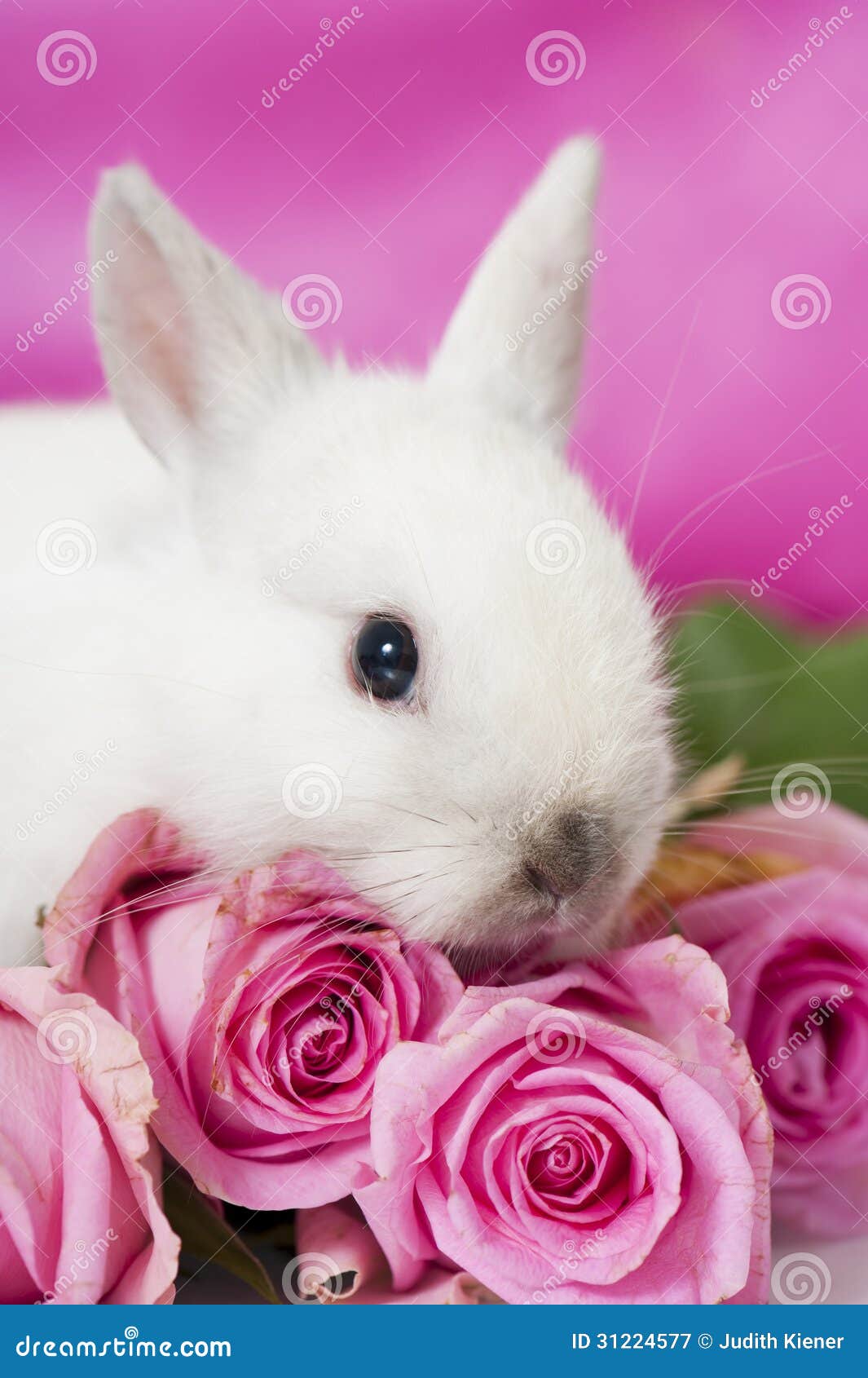 Dwarf rabbit stock image. Image of blossom, rodent, valentines - 31224577