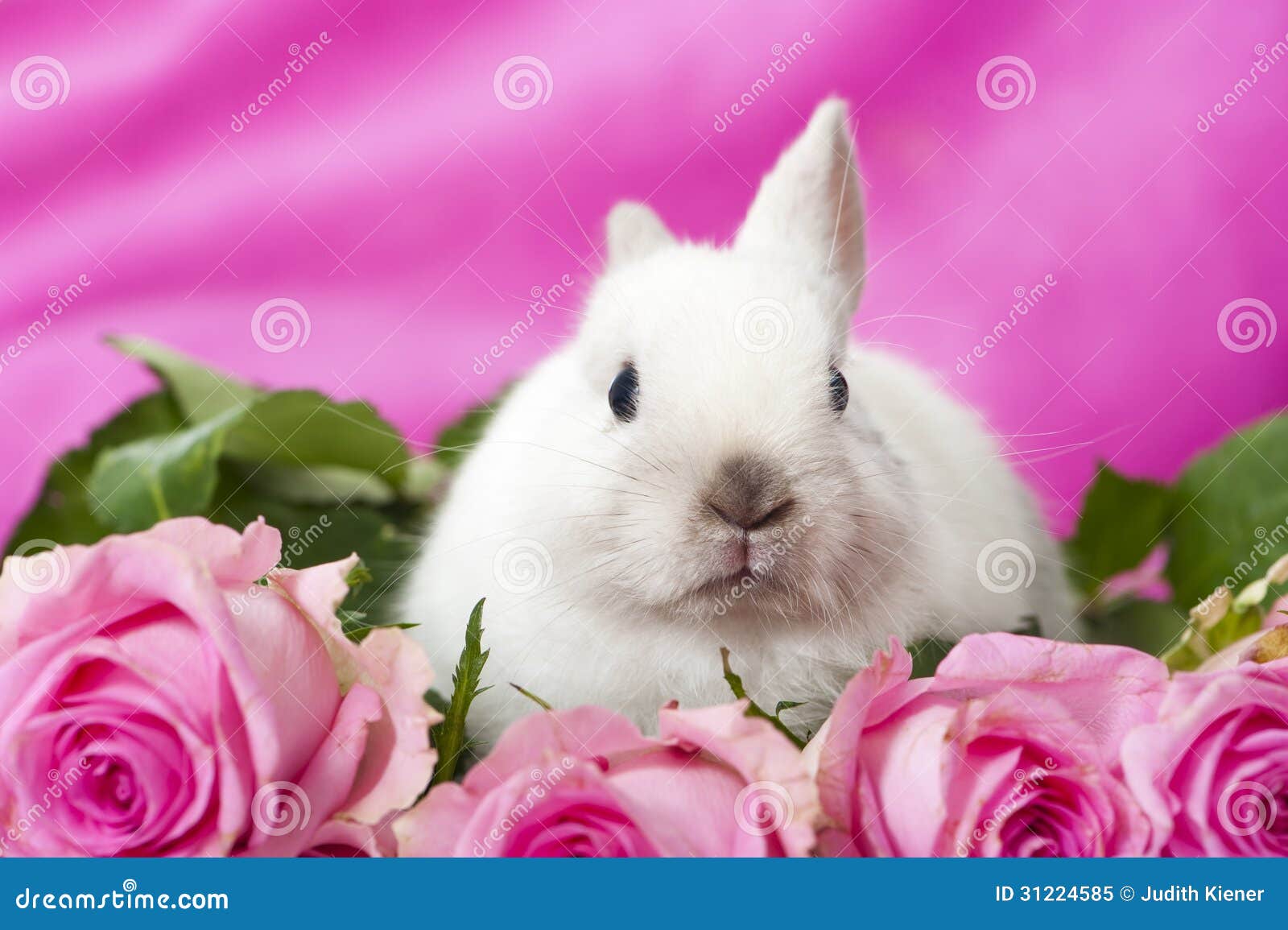 Dwarf rabbit stock image. Image of cute, valentines, gift - 31224585
