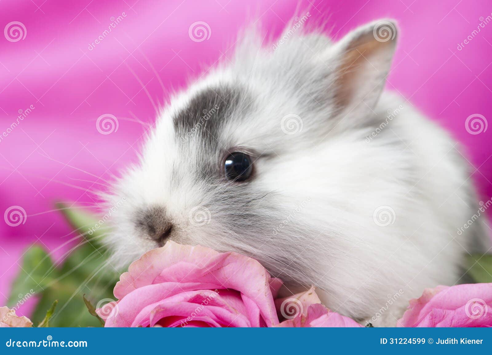 Dwarf rabbit stock image. Image of rose, basket, farm - 31224599