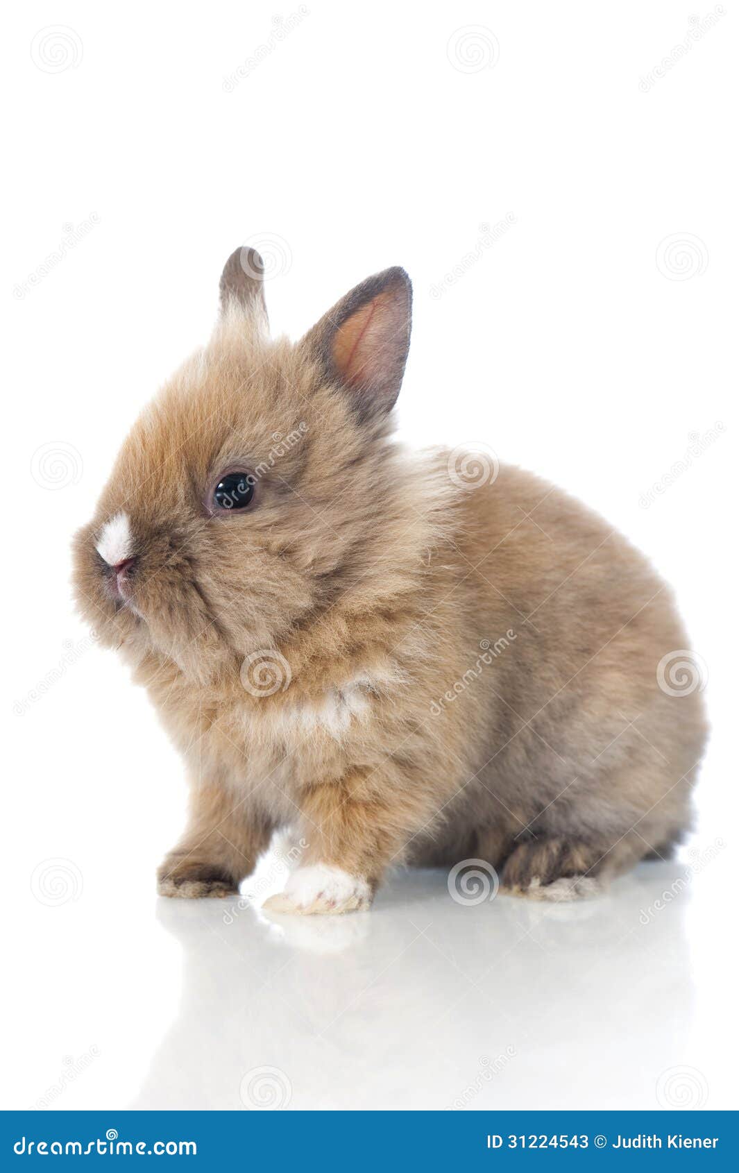 Dwarf rabbit stock image. Image of animal, rodent, creature - 31224543