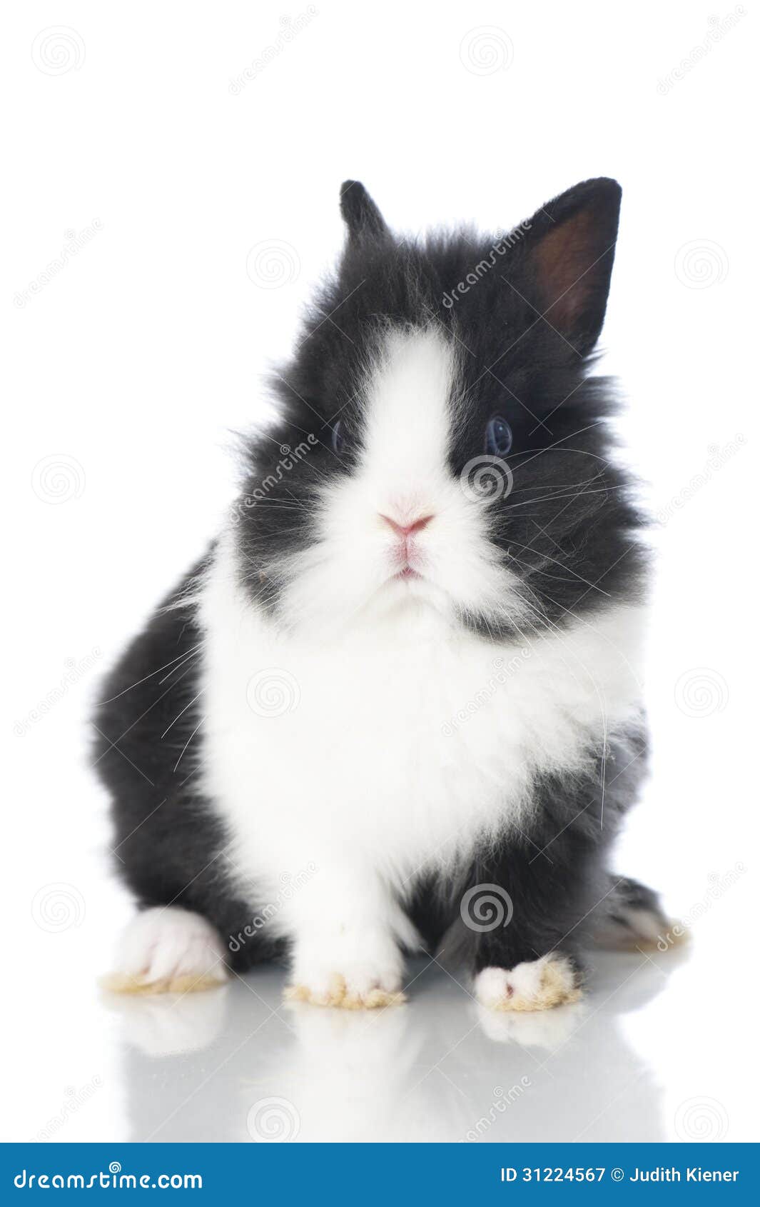 Dwarf Rabbit Royalty-Free Stock Photo | CartoonDealer.com #31224567
