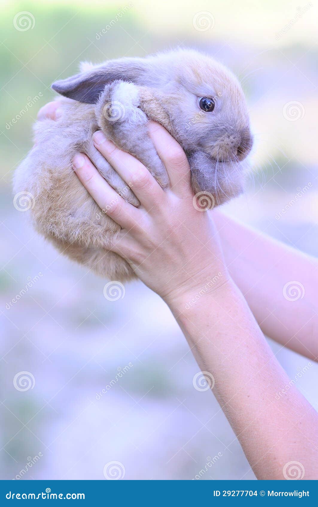 Dwarf Rabbit in Woman Hands Outdoors Stock Photo - Image of dwarf ...
