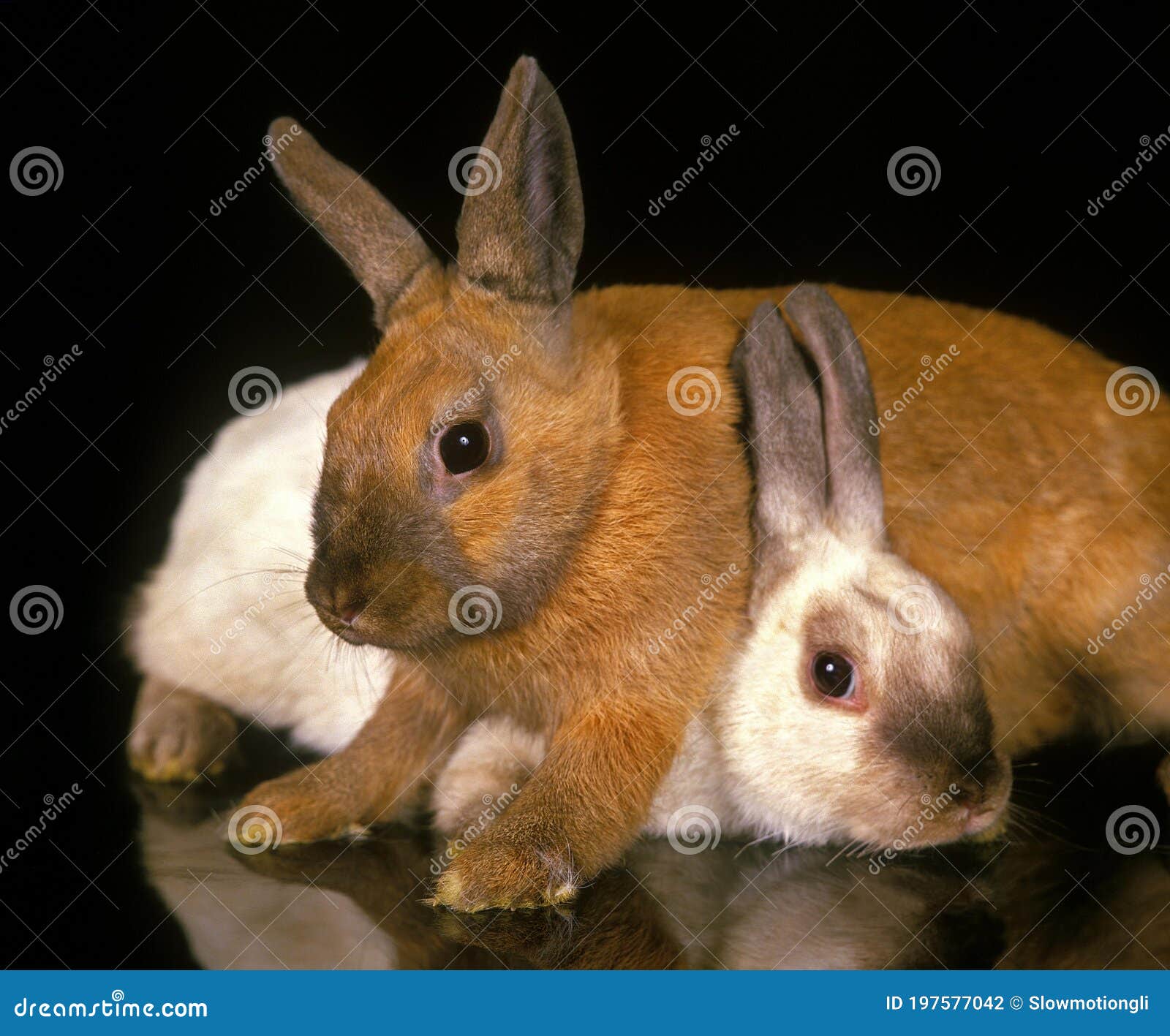 Dwarf Rabbits Against Black Background Stock Photo - Image of animal ...