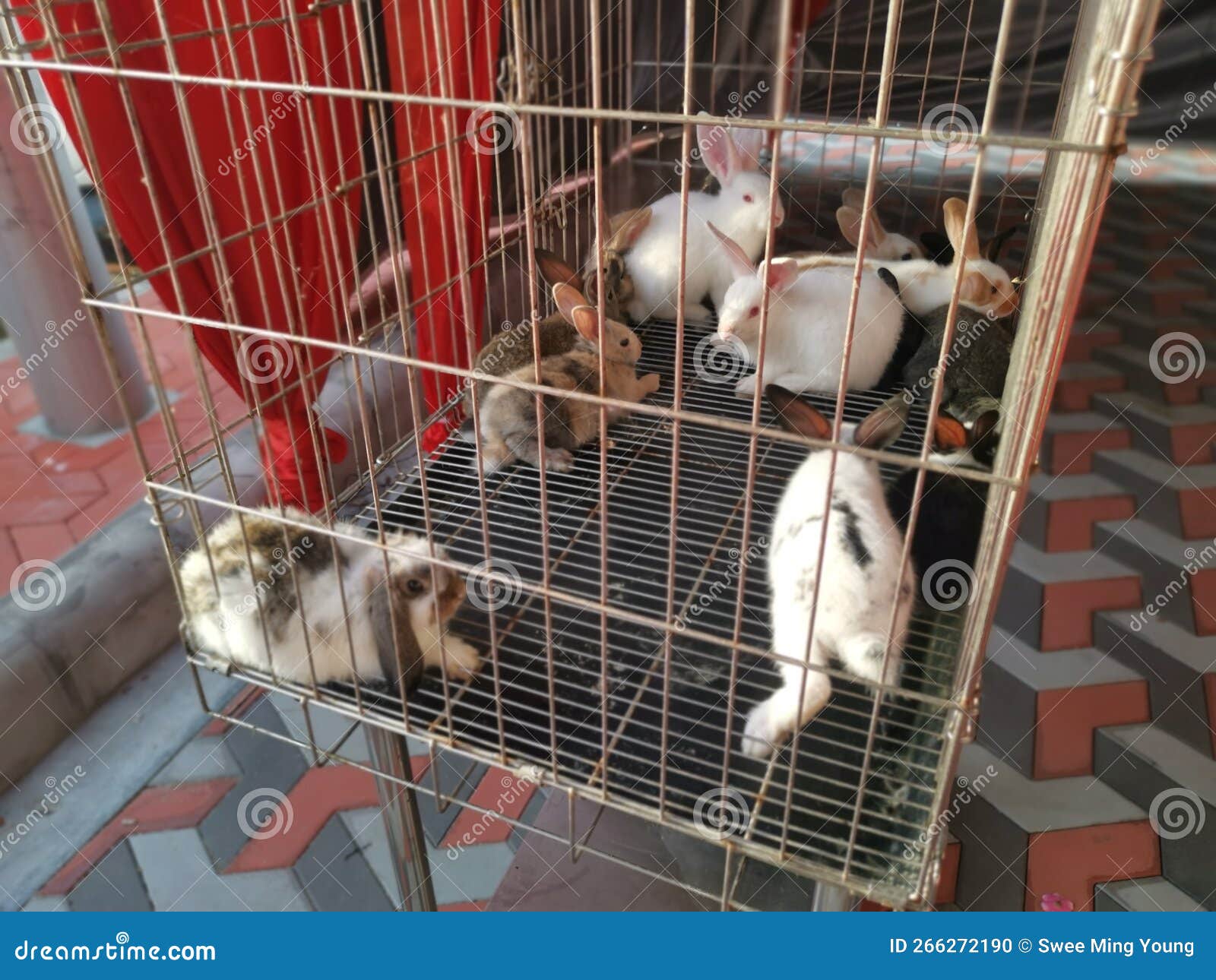 Dwarf rabbits in the cage. stock photo. Image of door - 266272190