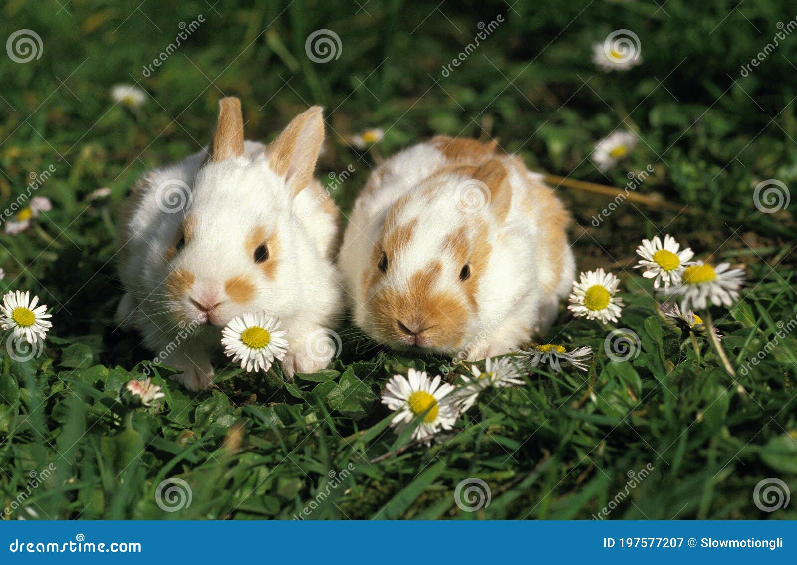 Dwarf Rabbits Royalty-Free Stock Photo | CartoonDealer.com #70029711
