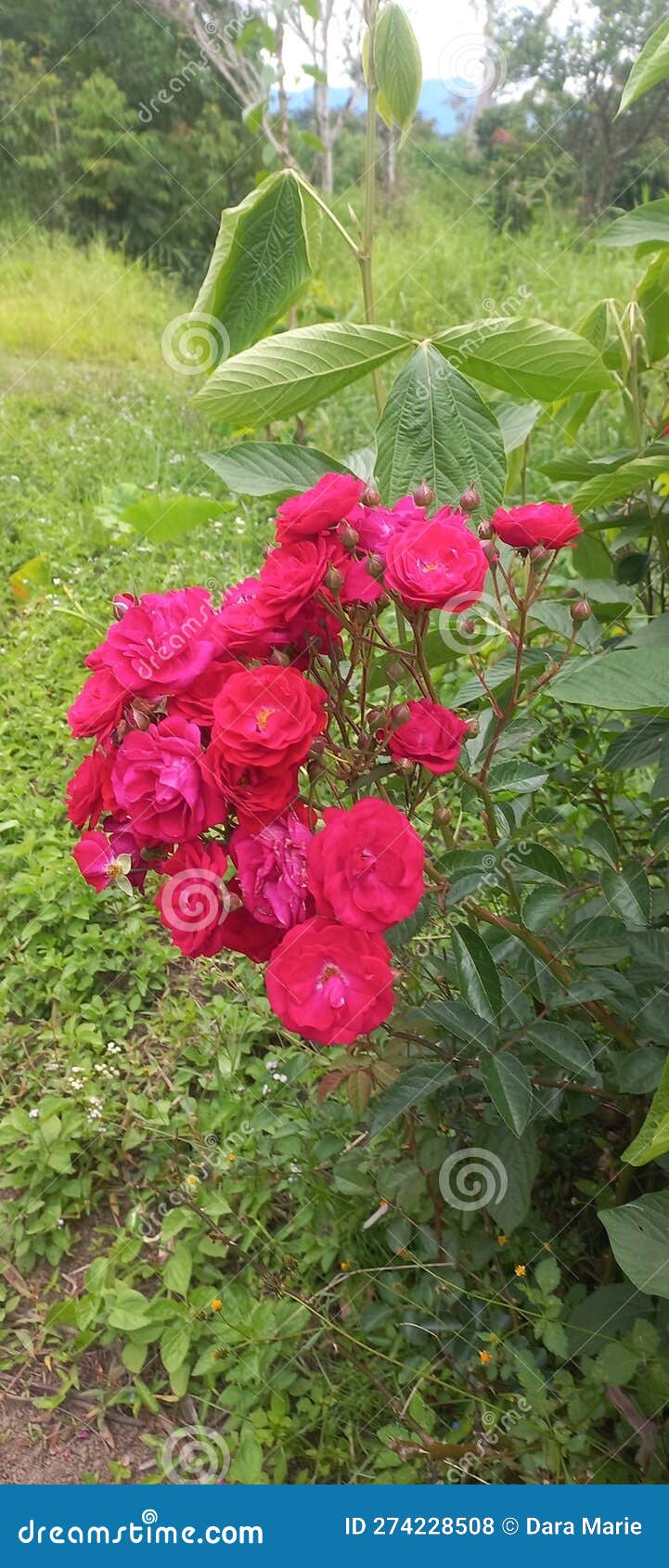 Dwarf Red Rose Flowers Kindeng Stock Photo - Image of kindeng, dwarf ...