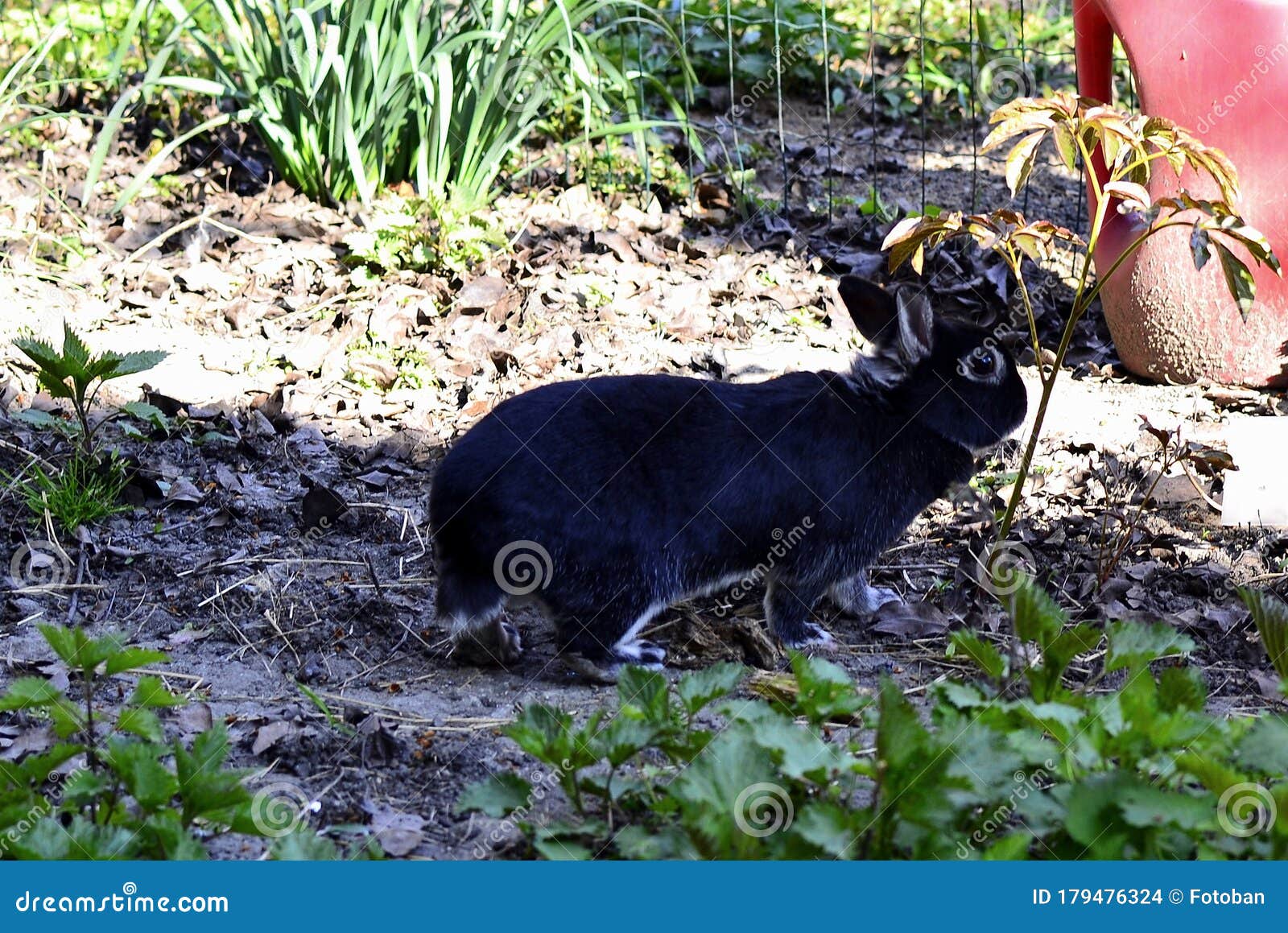 Dwarf Rex Rabbit stock photo. Image of tree, jump, ready - 179476324