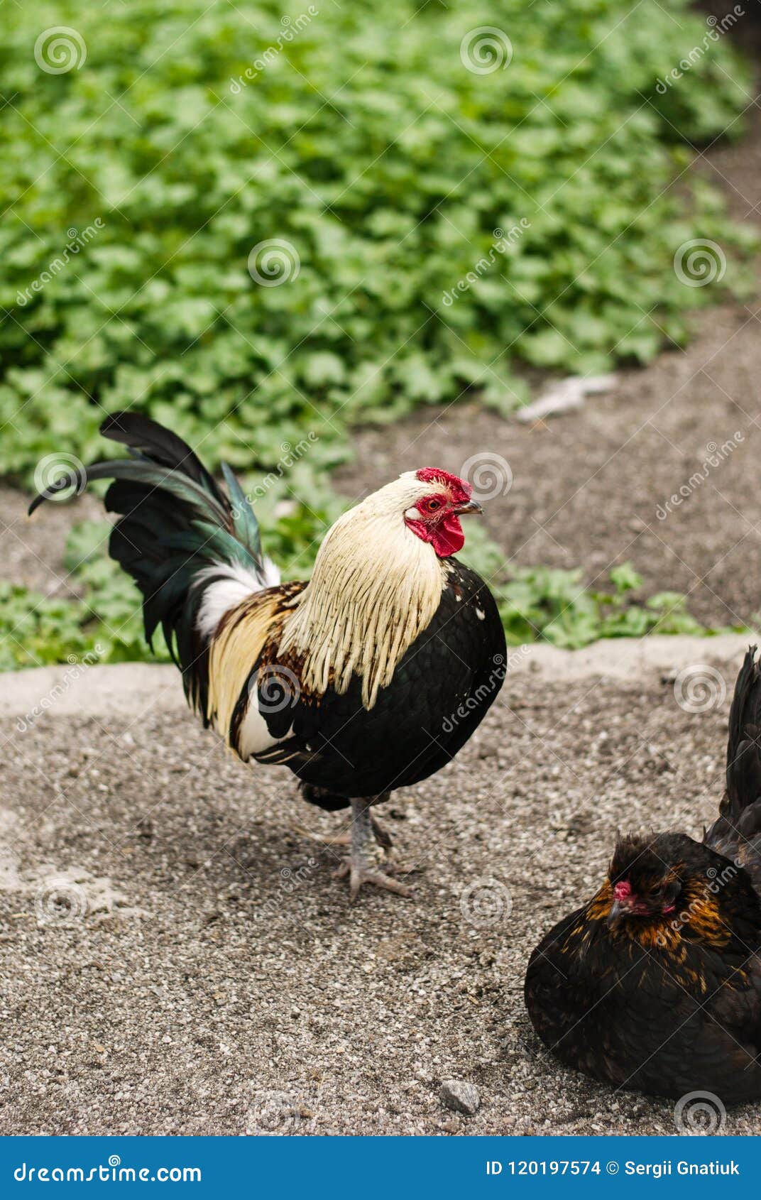 Dwarf Rooster And Chickens Are Eating In Backyard Royalty-Free Stock ...