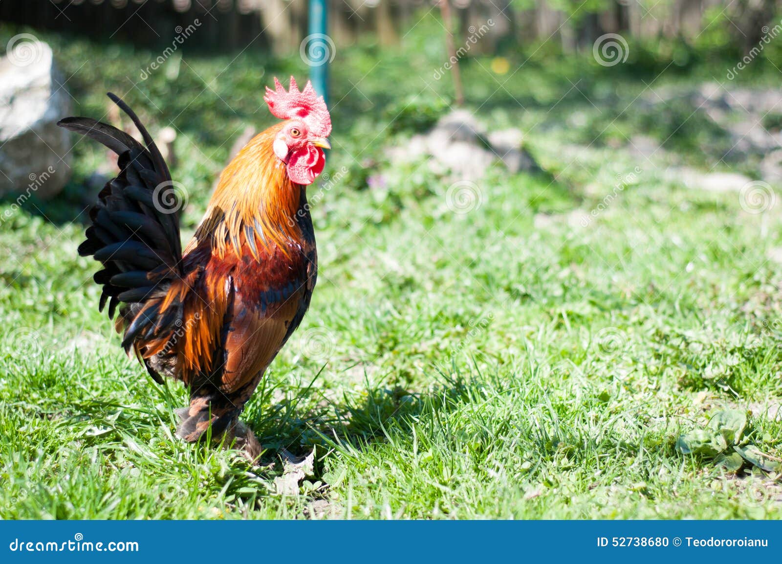 Dwarf rooster posture stock photo. Image of peak, feather - 52738680