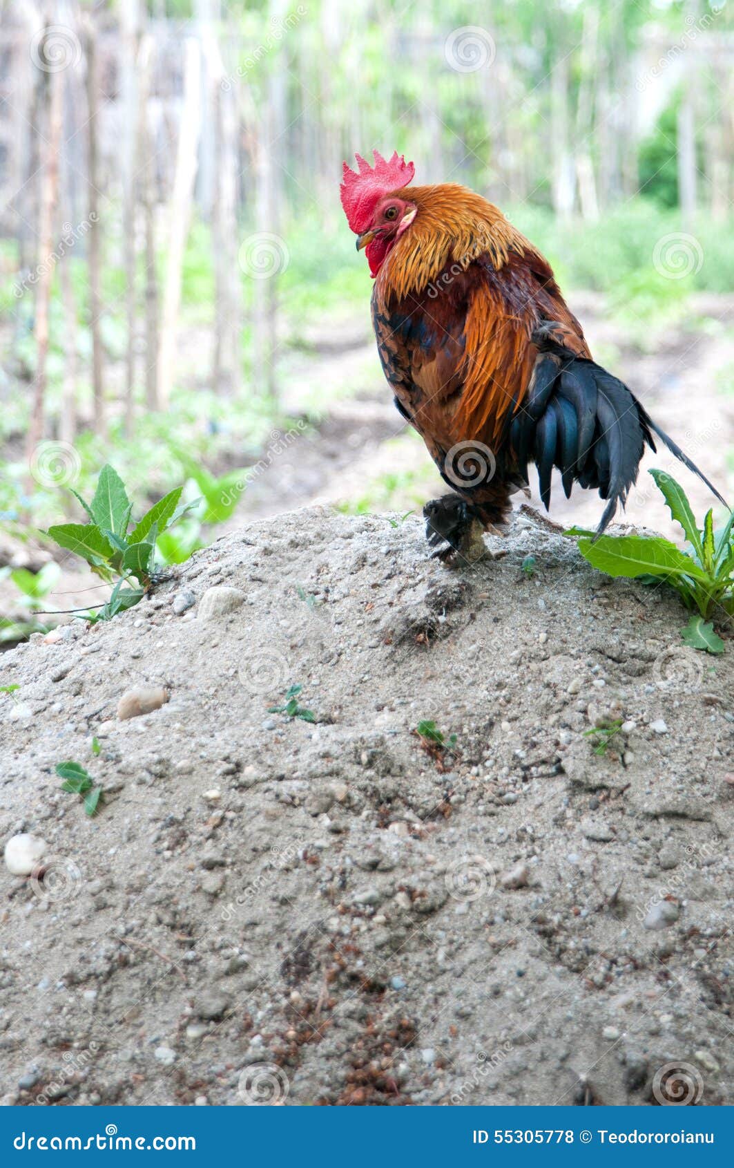 Dwarf rooster stock photo. Image of comb, care, bird - 55305778