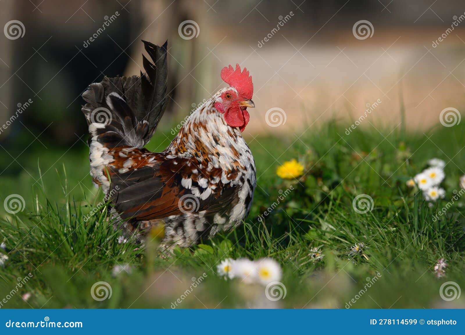 Latvian Dwarf Chicken Rooster Walking on Grass in Summer Stock Image ...