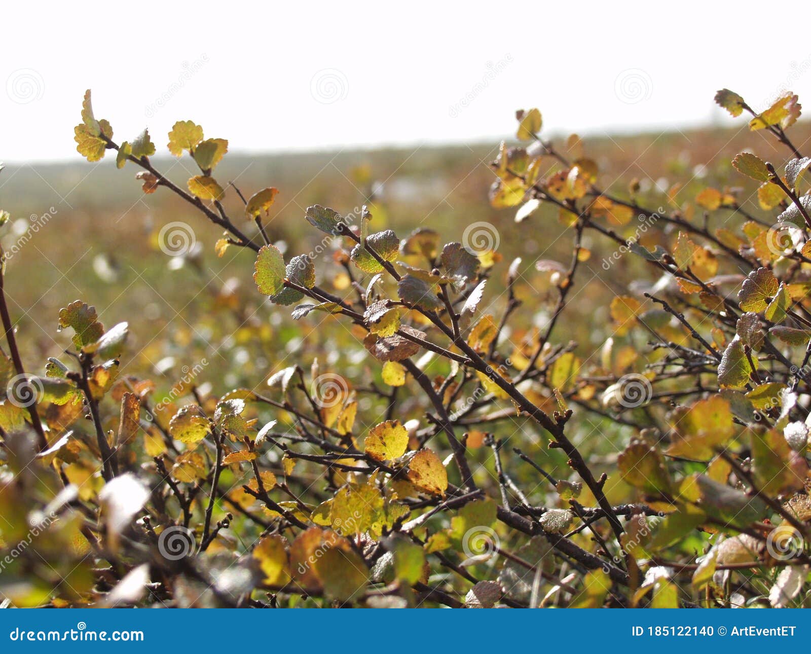 Dwarf Round-leaved Birch Betula Rotundifolia Stock Photo - Image of ...