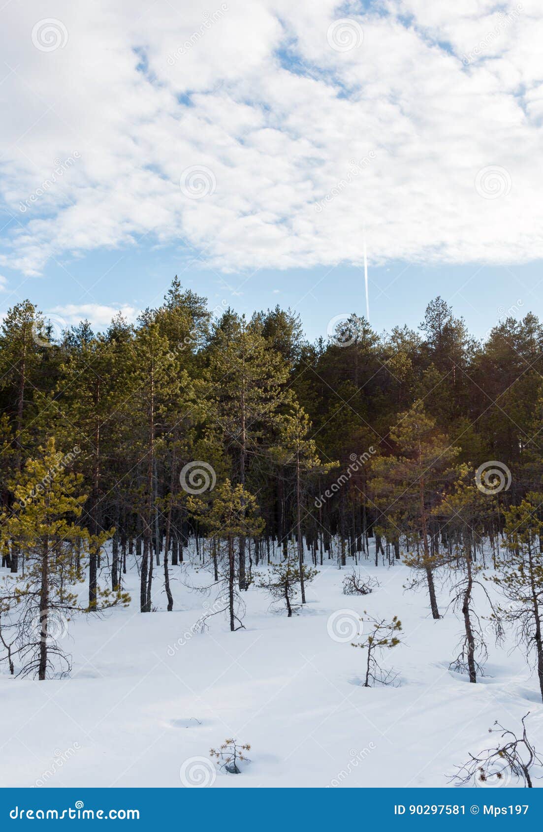 Dwarf-shrub Pine Bog in Spring Stock Image - Image of pines, pine: 90297581