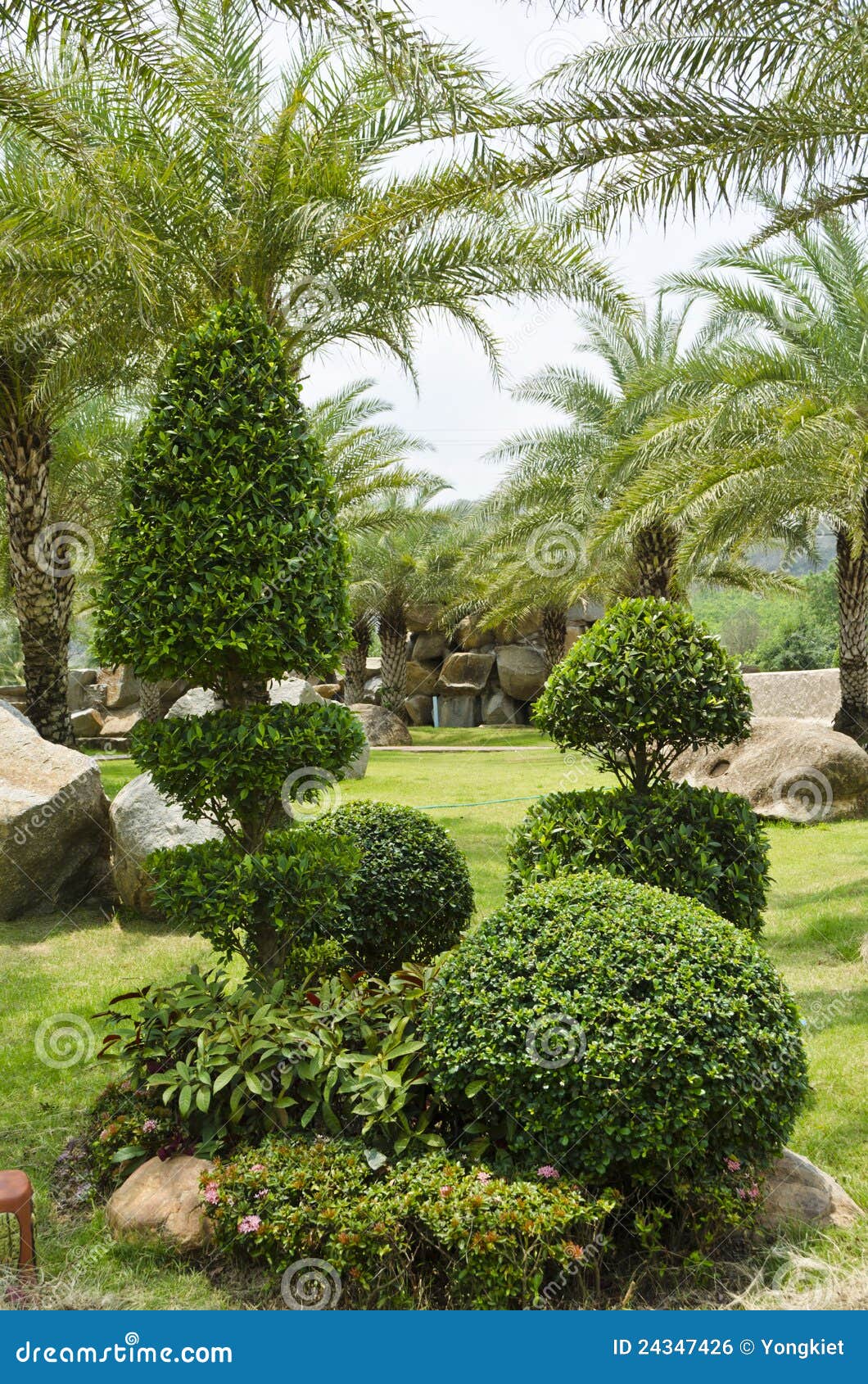 Dwarf shrubs stock photo. Image of environment, grass - 24347426