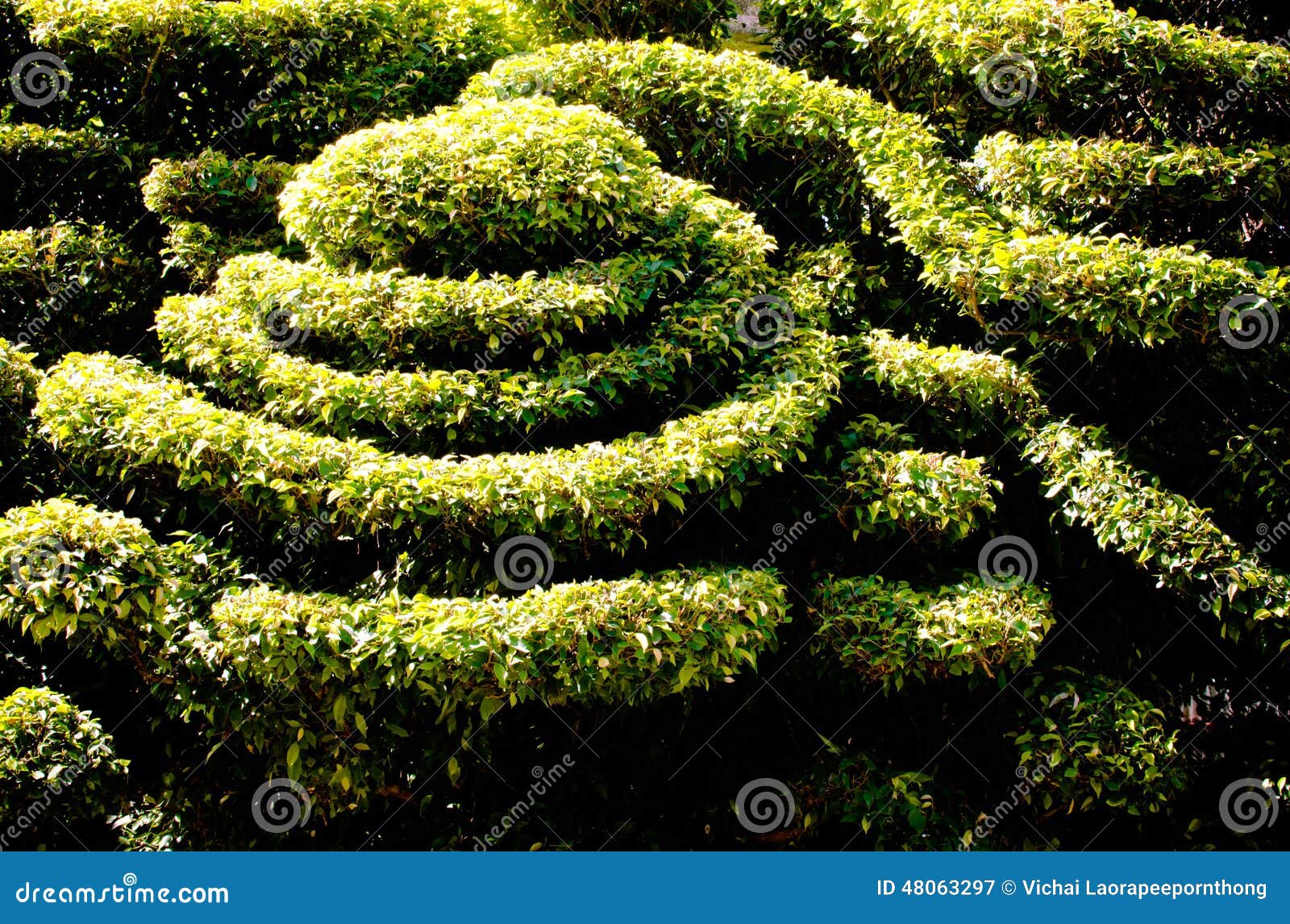 Dwarf Shrubs And Rhododendrons Are The Basis Of Taiga. Vegetation Of ...