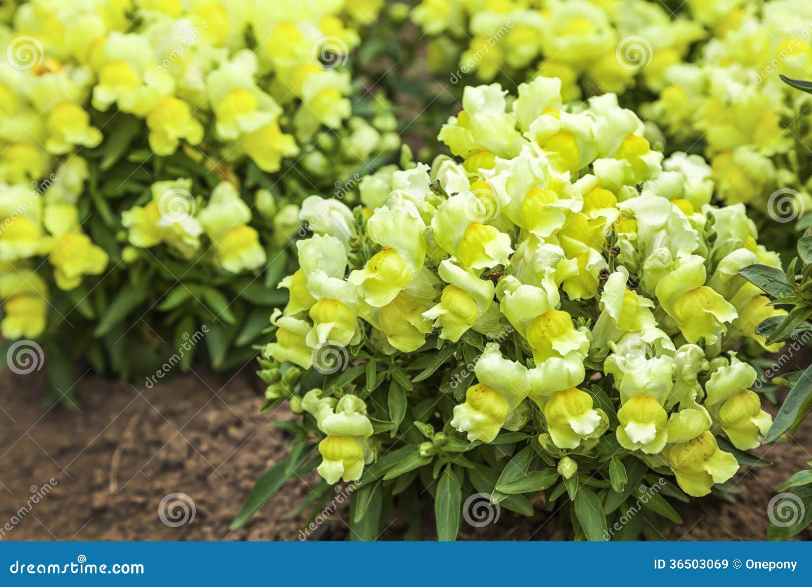 Dwarf Snapdragons stock image. Image of multicolored - 36503069