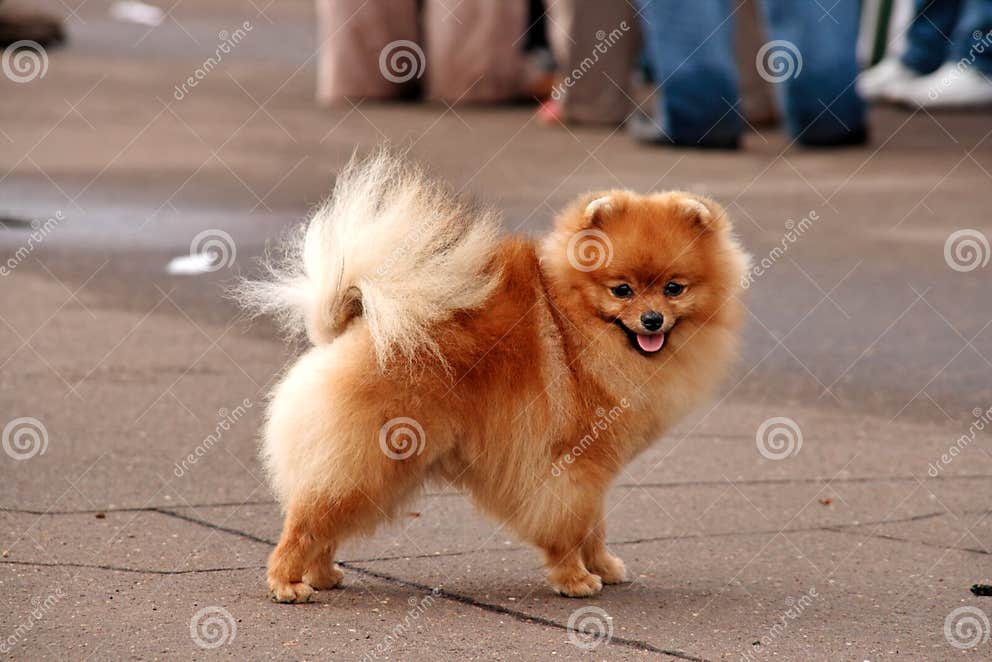Dwarf Spitz stock image. Image of fluffy, cute, long - 12620727