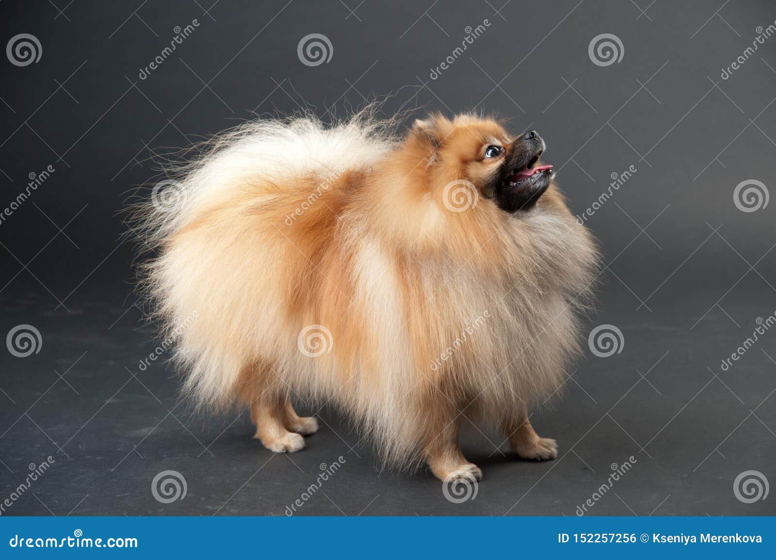 Dwarf spitz in a studio stock photo. Image of lying - 152257256