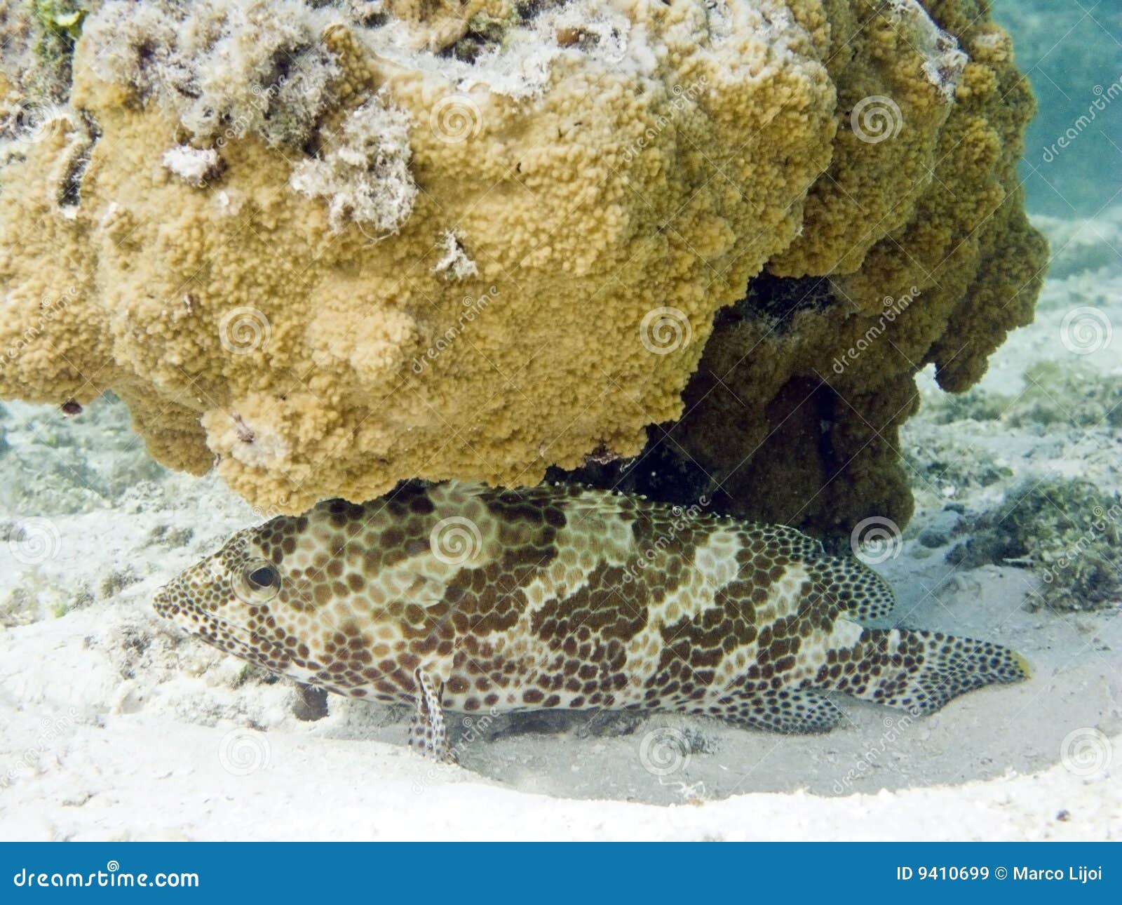 Dwarf spotted grouper stock image. Image of marine, fish - 9410699